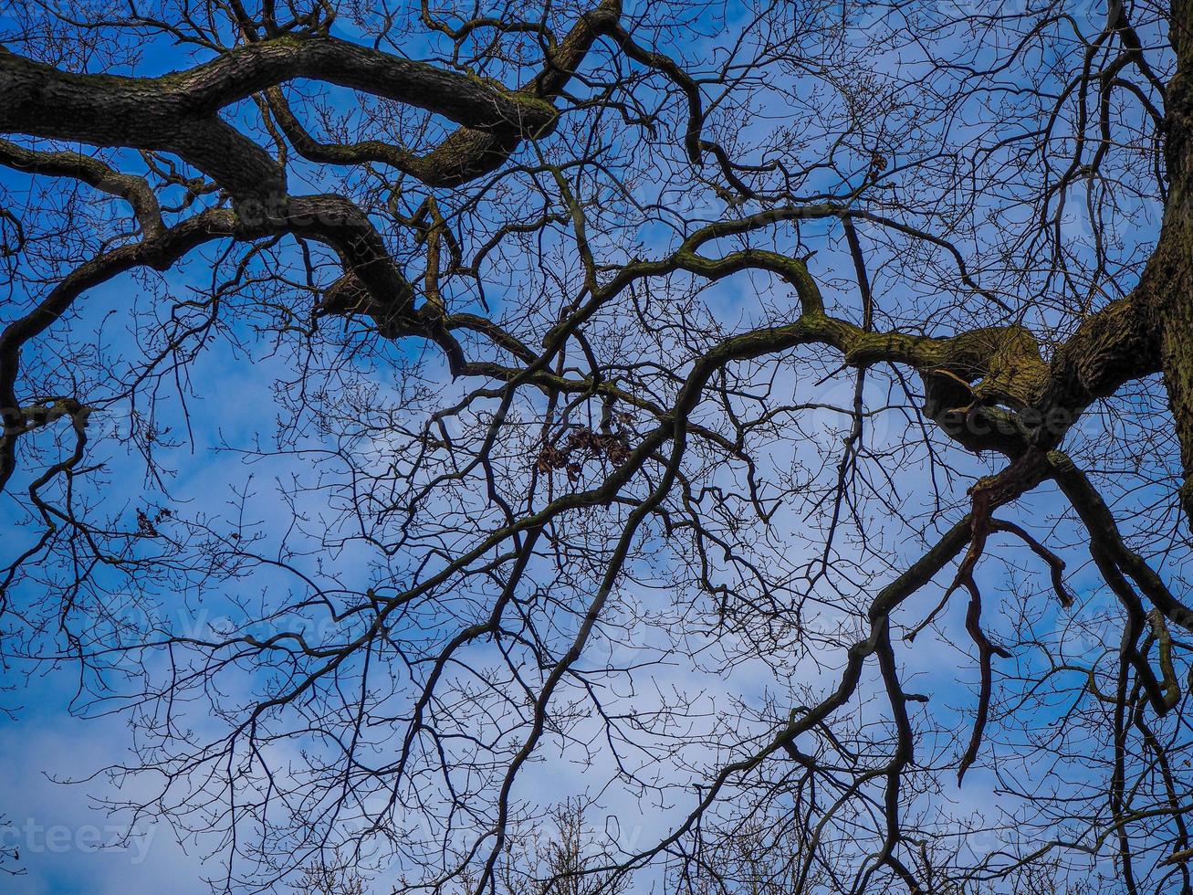 Looking up through bare tree branches to a blue sky 2291785 Stock Photo ...