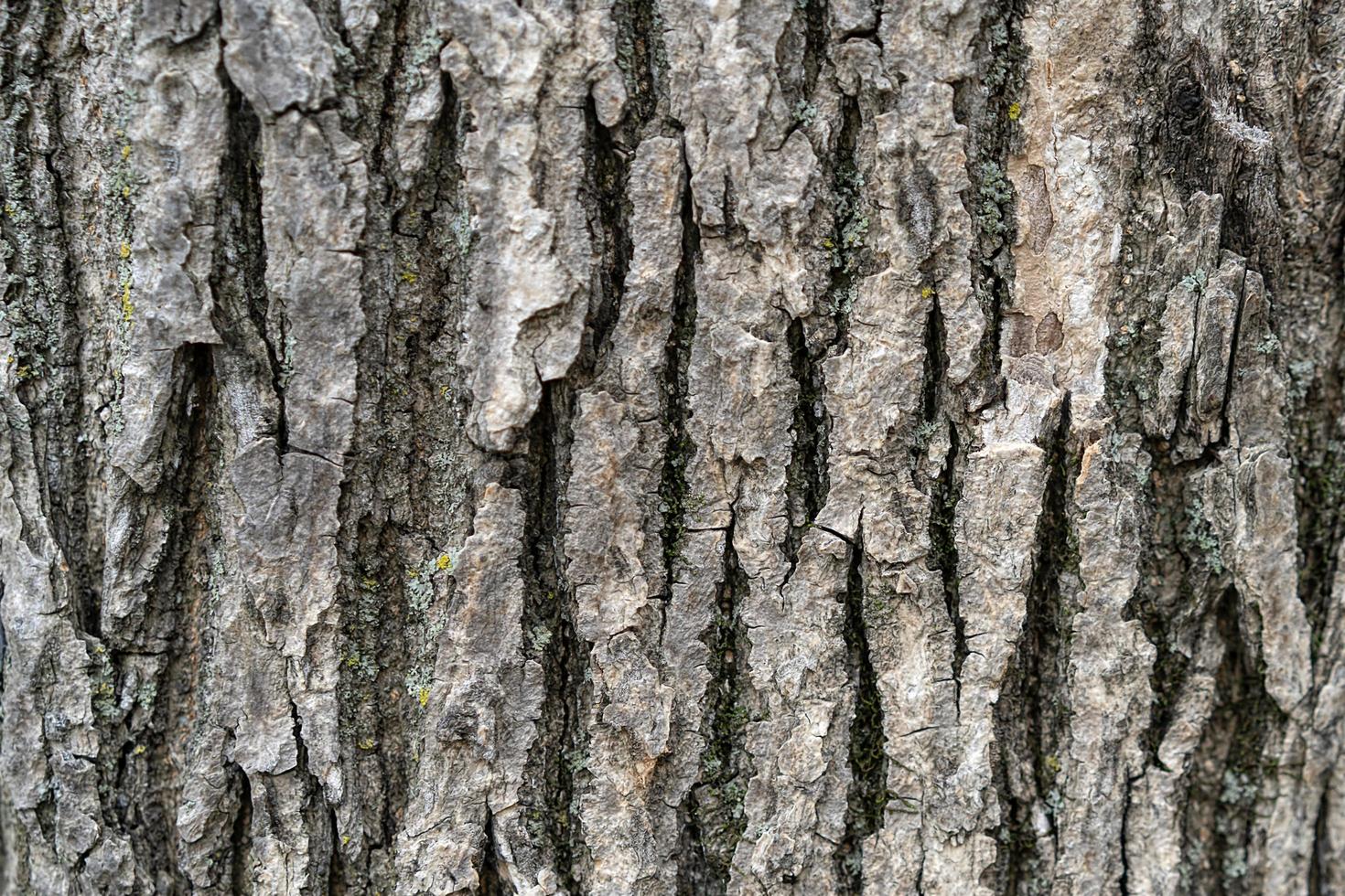 Tree Bark Texture Stock Photos, Images and Backgrounds for Free Download