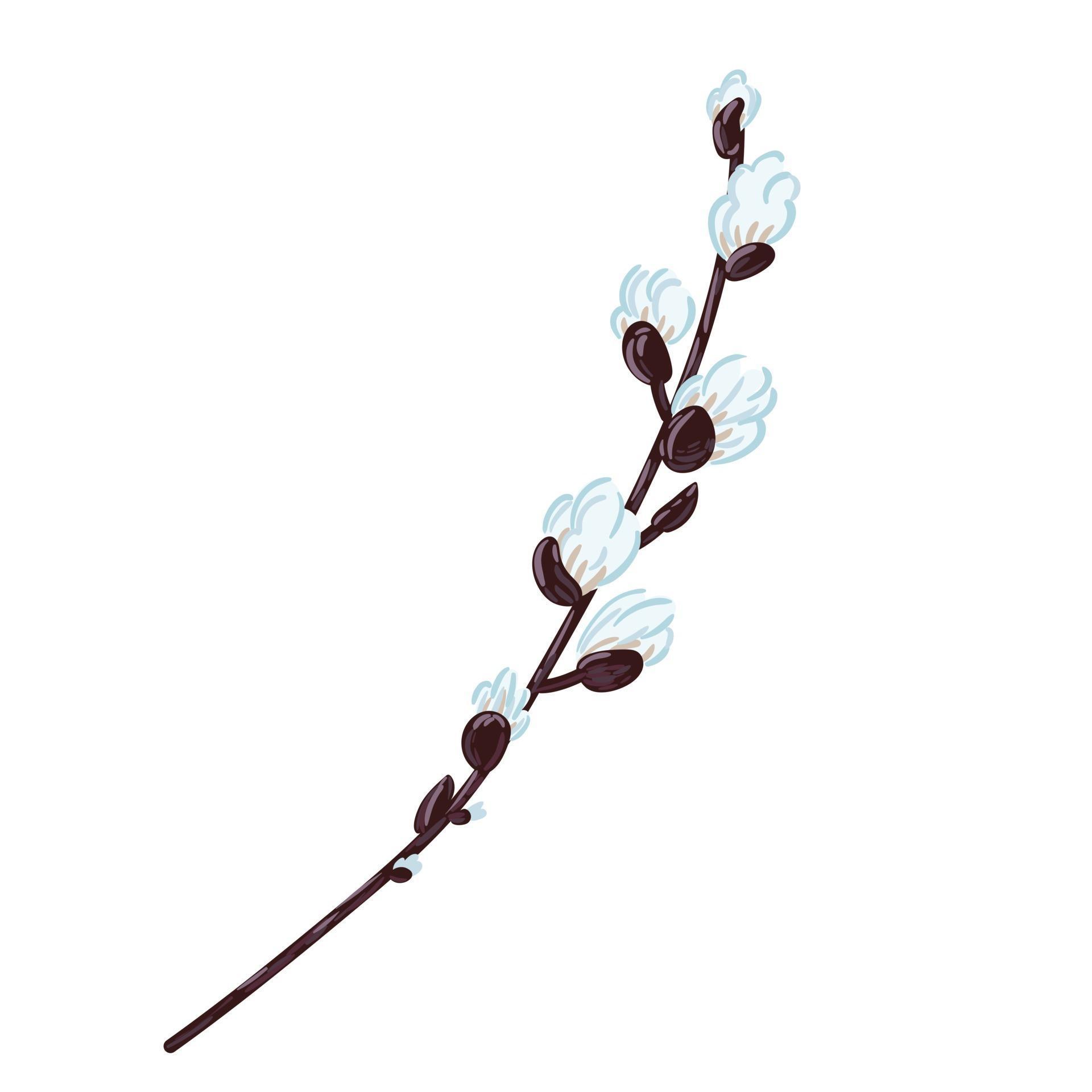 Spring willow twig blooms Vector hand drawn Easter element isolated on ... Spring willow twig blooms Vector hand drawn Easter element isolated on ...