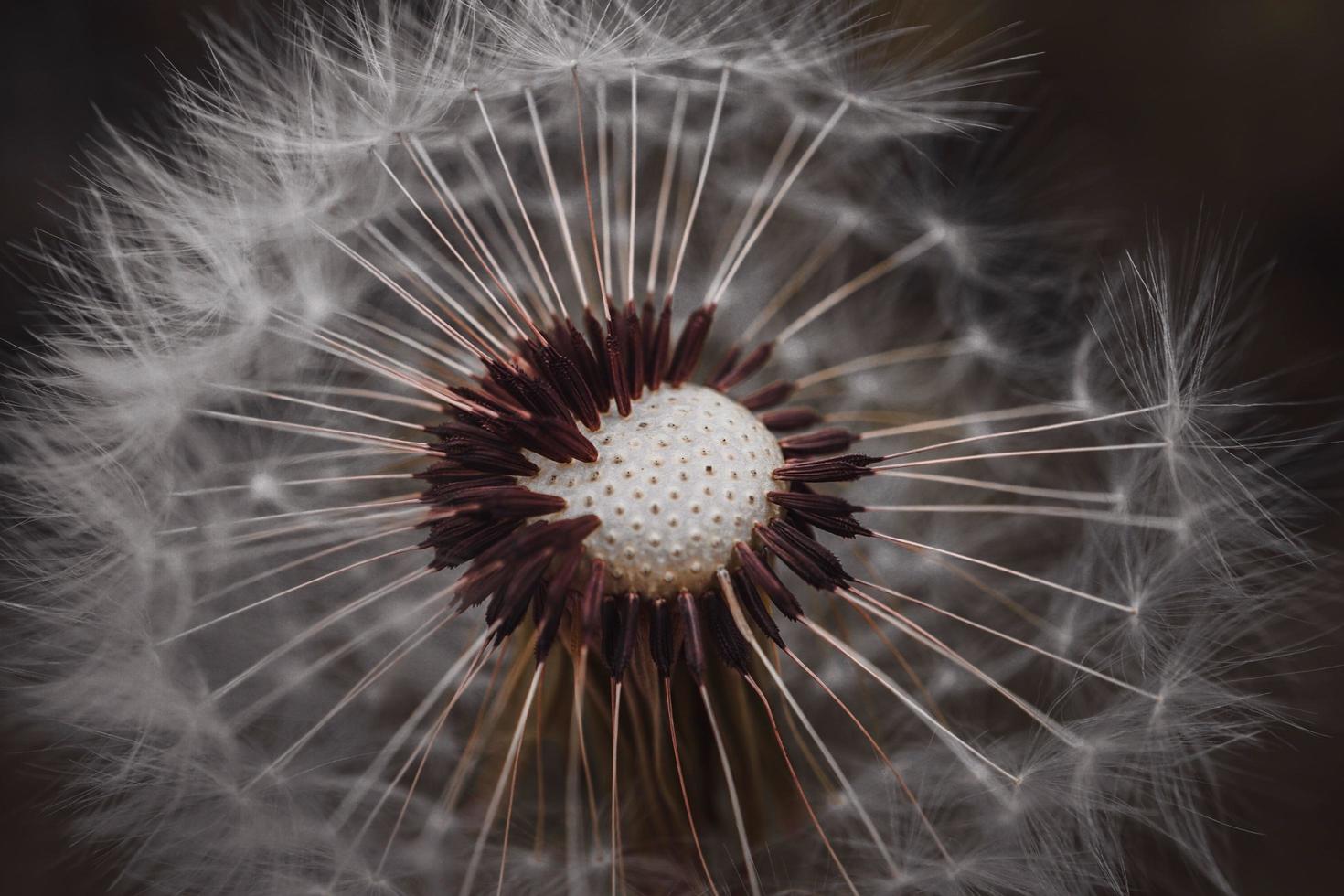 Dandelion Seed Stock Photos, Images and Backgrounds for Free Download