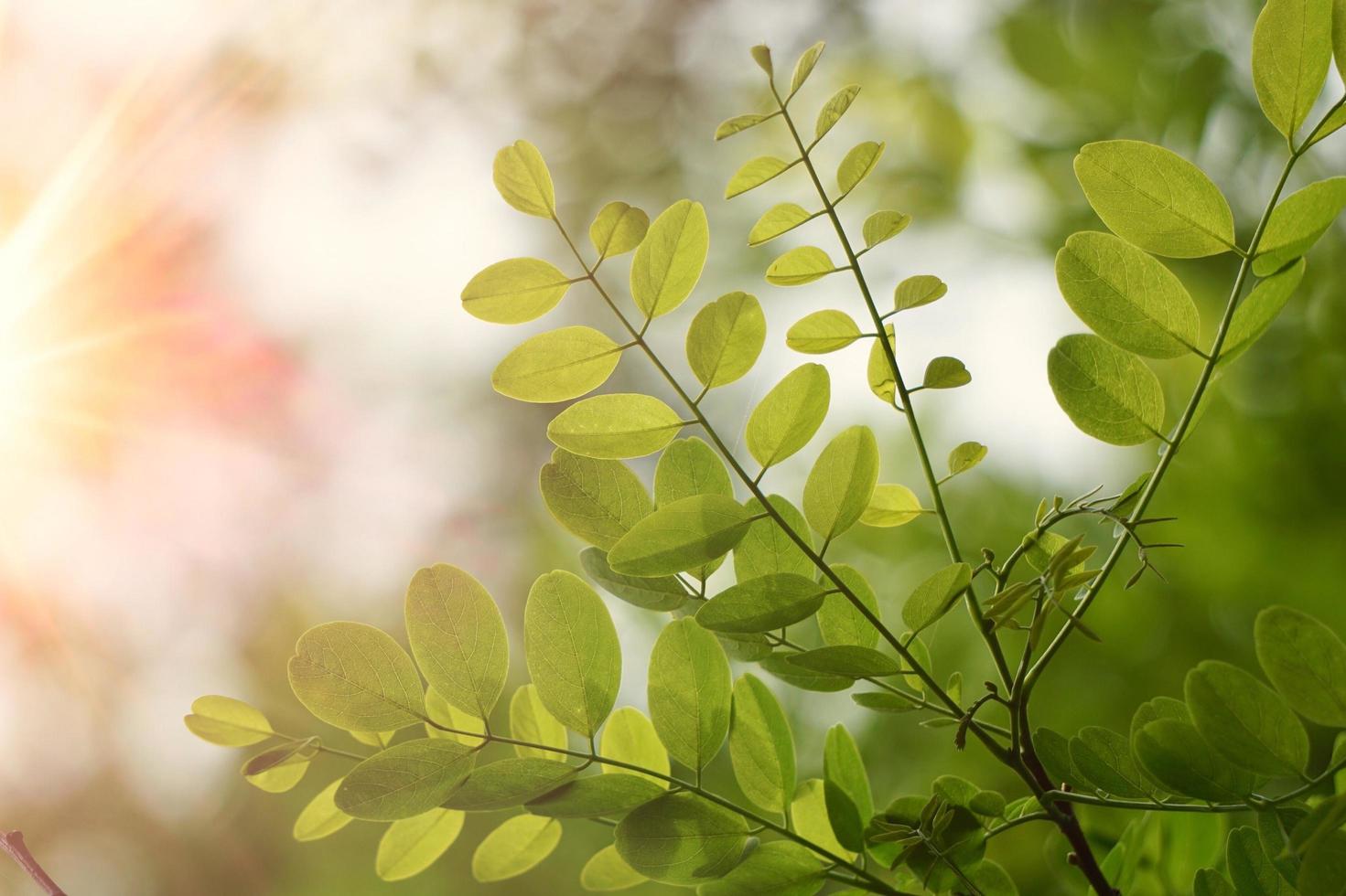 green tree leaves in the nature in spring seaon green background ...