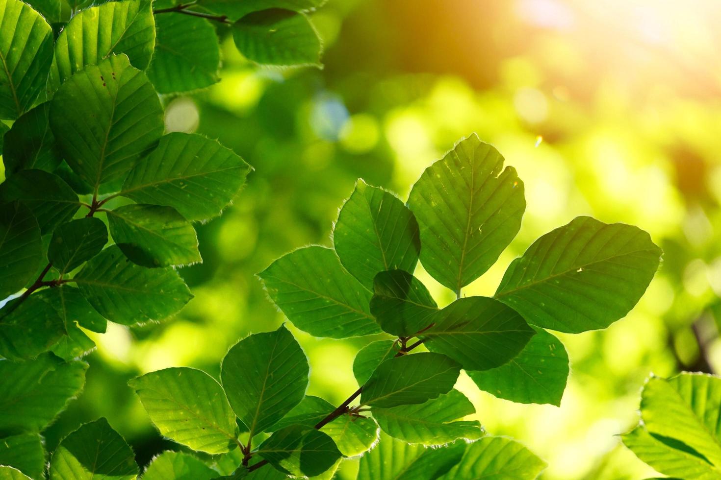 green tree leaves in the nature in spring seaon green background ...