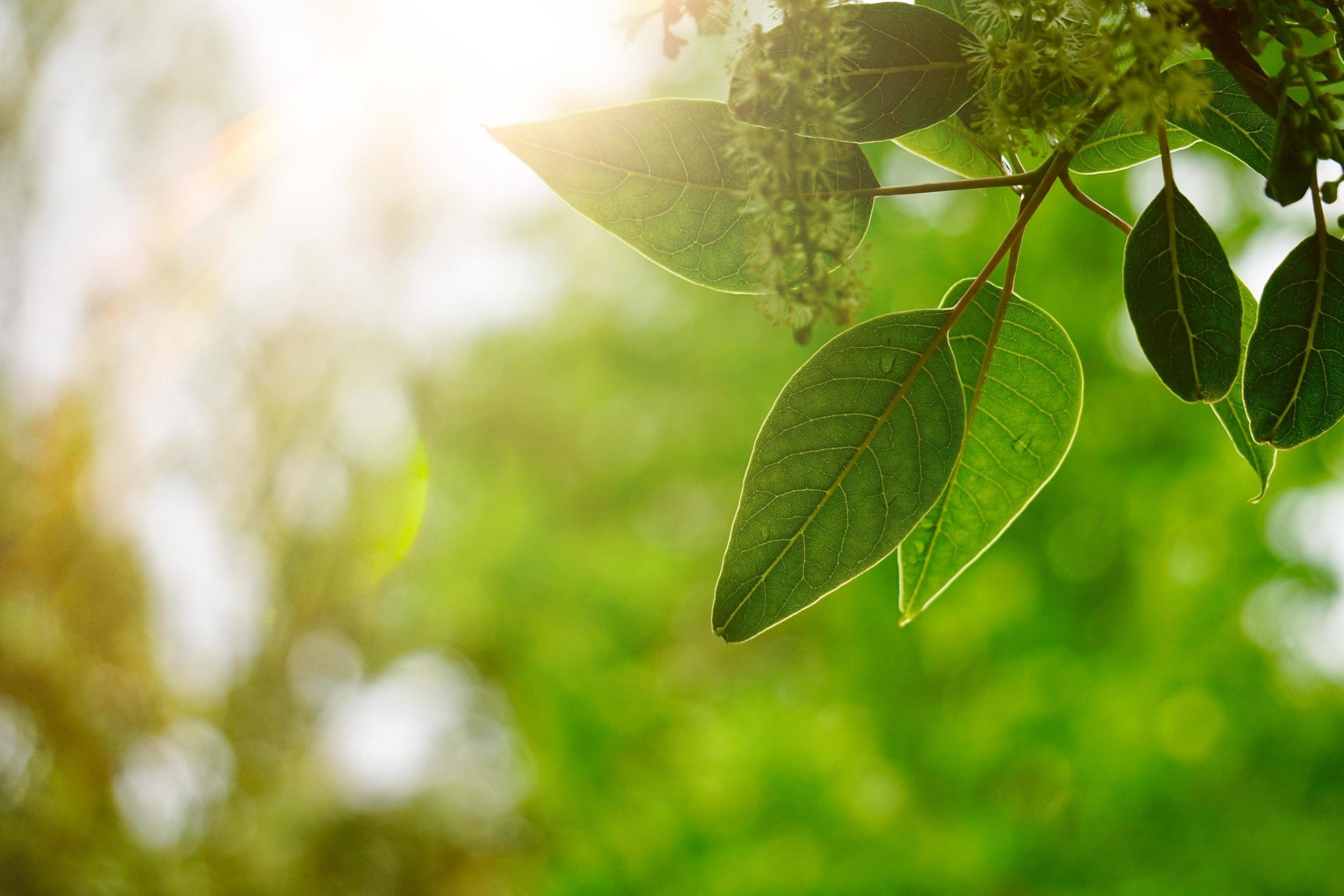 green tree leaves in the nature in spring season green background ...