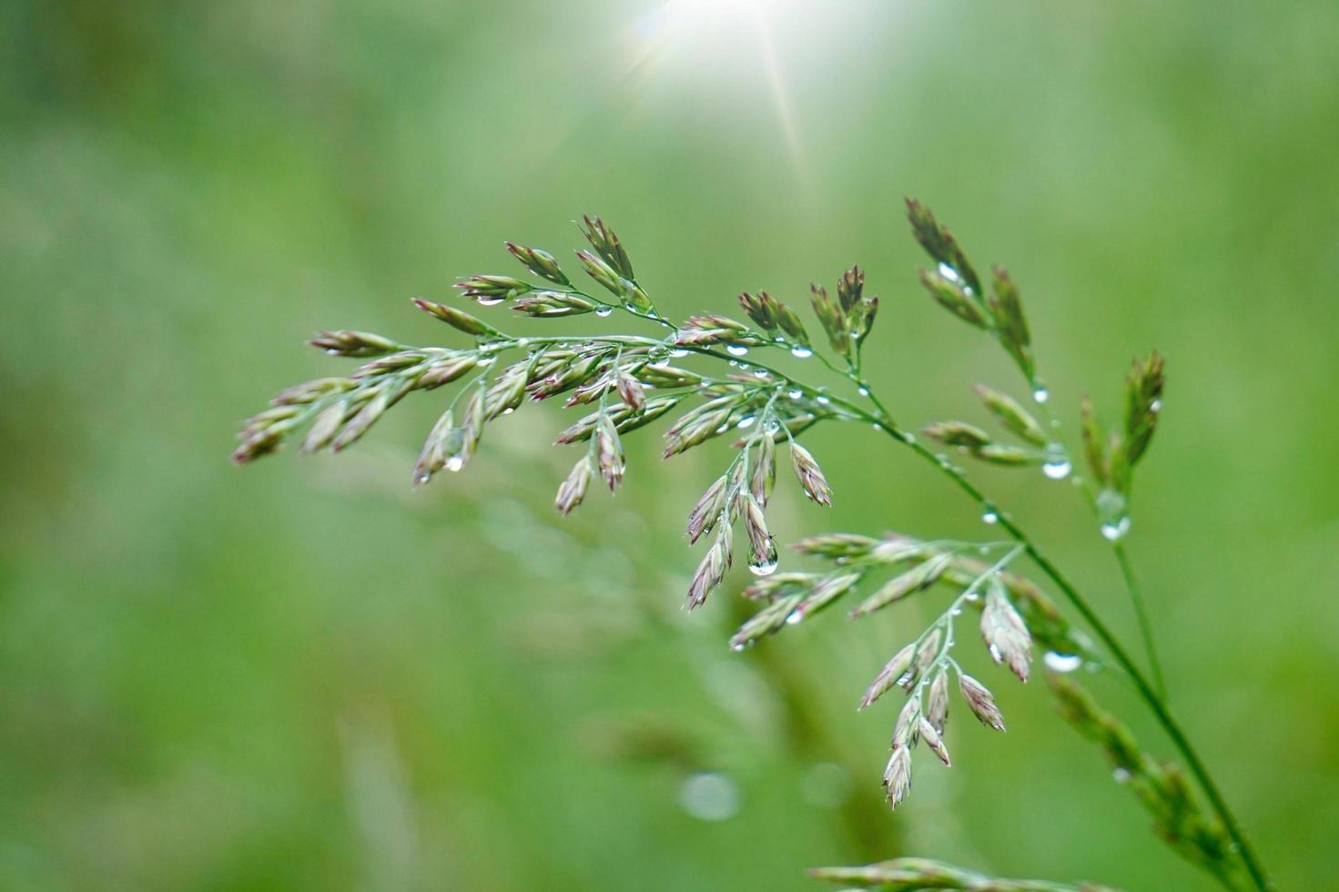 green plants in the nature in spring season green background 2435087 ...