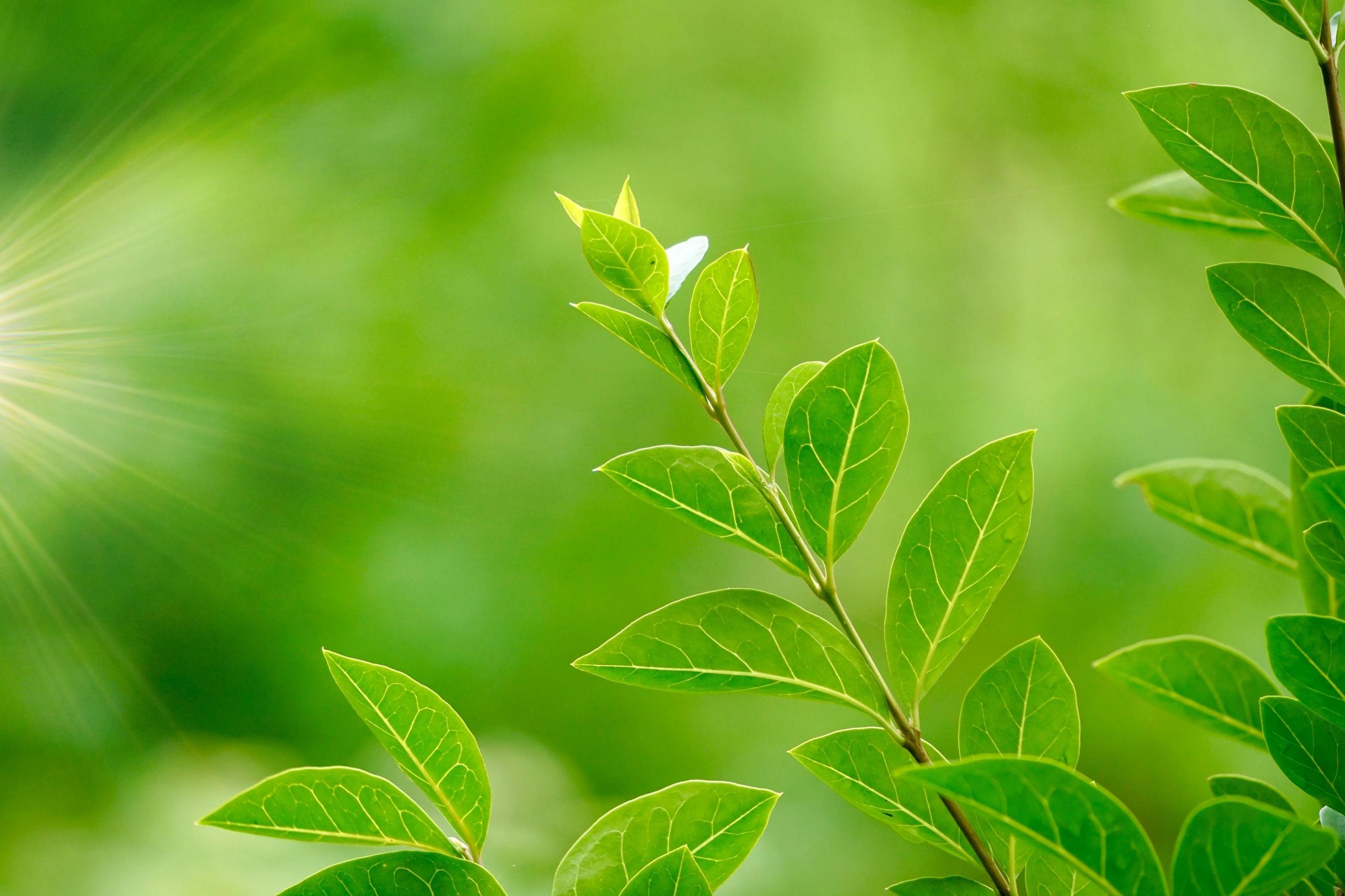 green plants in the nature in spring season green background 2435089 ...