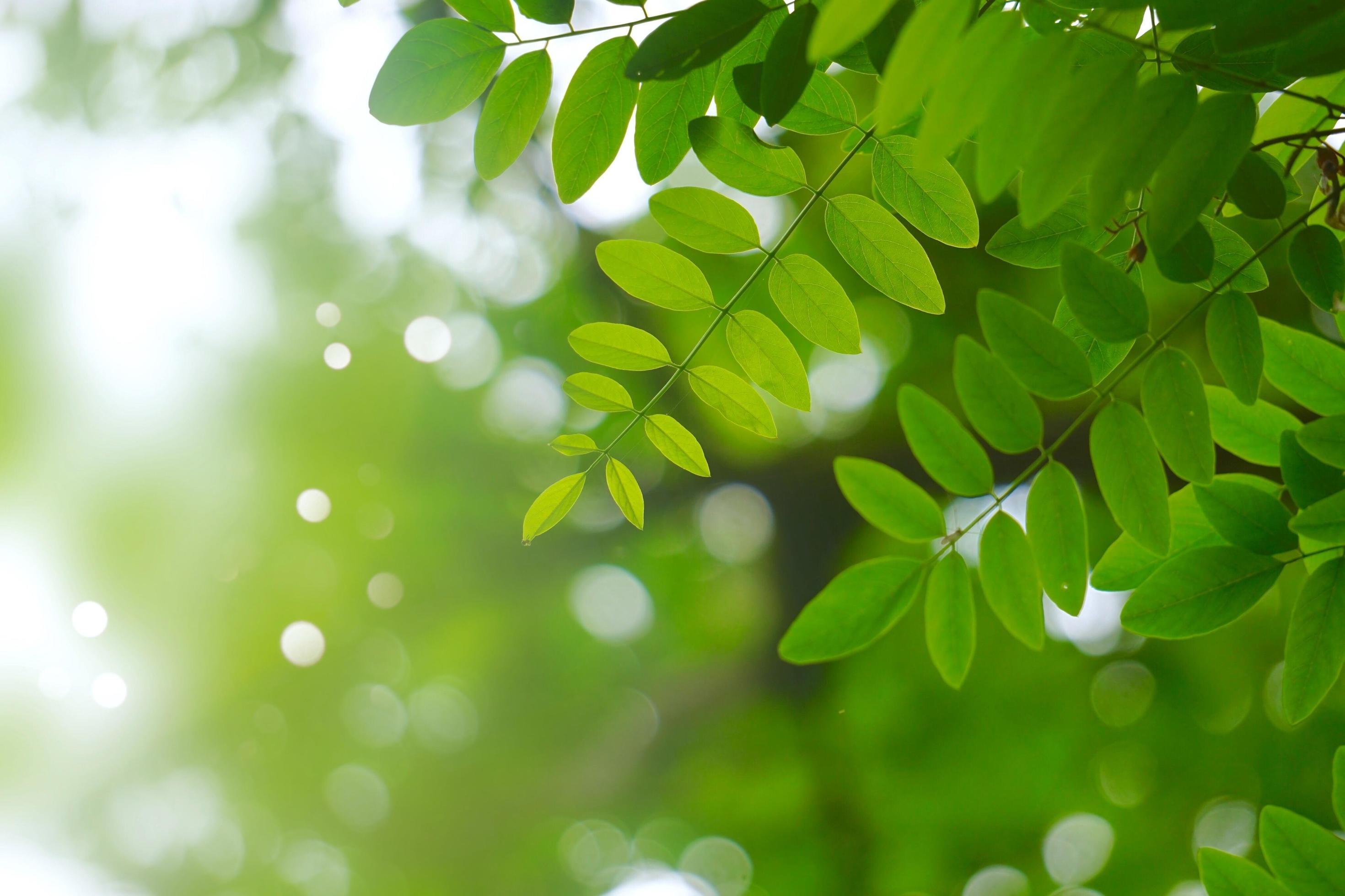 green tree leaves in the nature in spring season green background ...