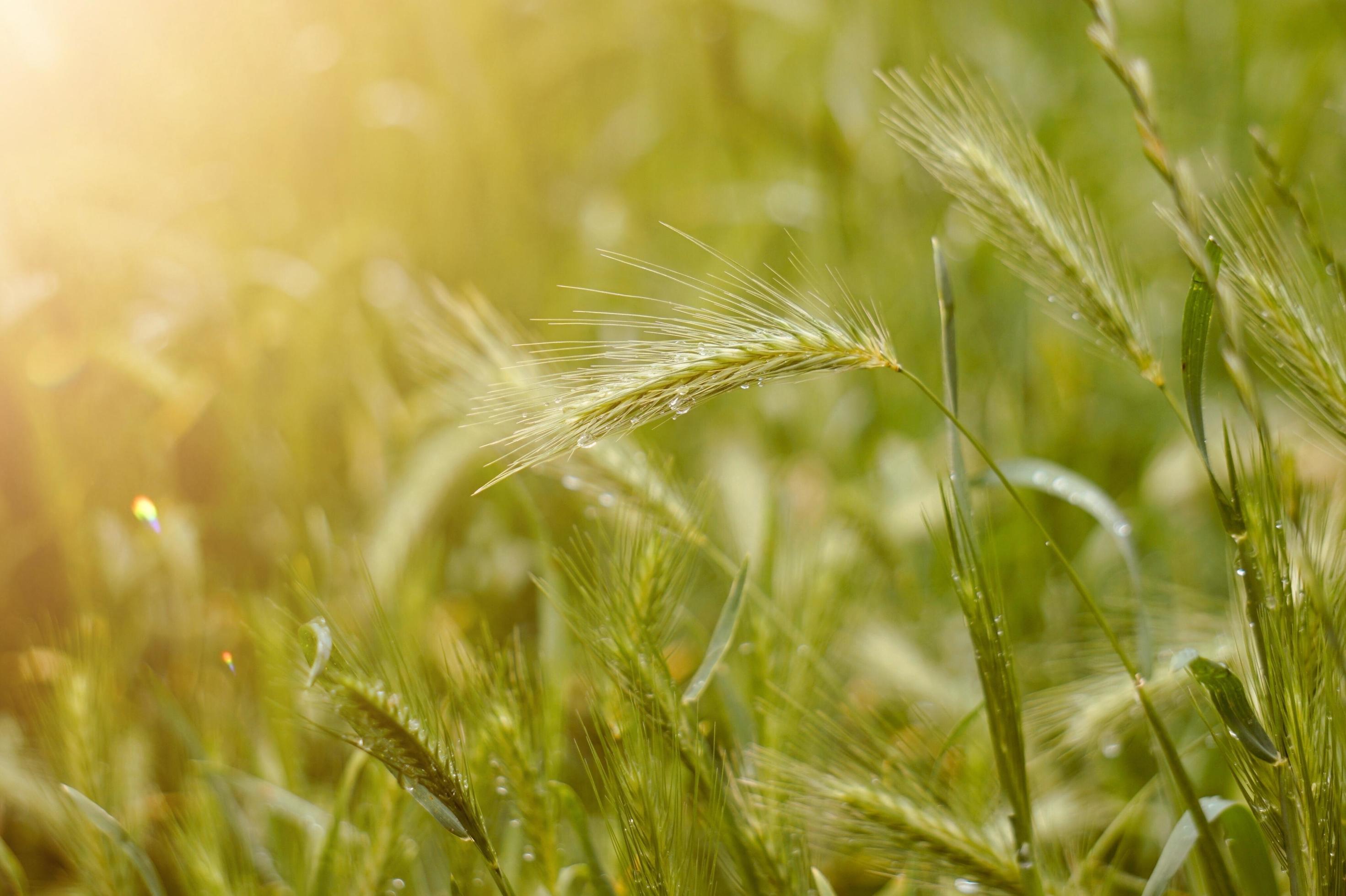 green plants in the nature in spring season green background 2440293 ...