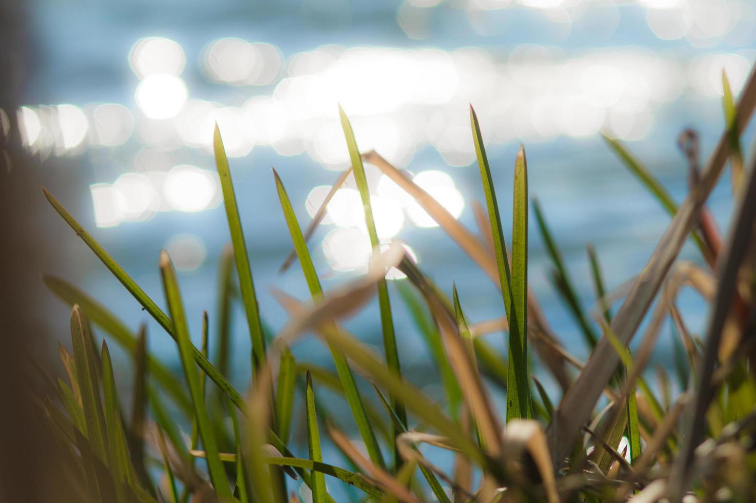 Grass Bokeh Stock Photos, Images and Backgrounds for Free Download
