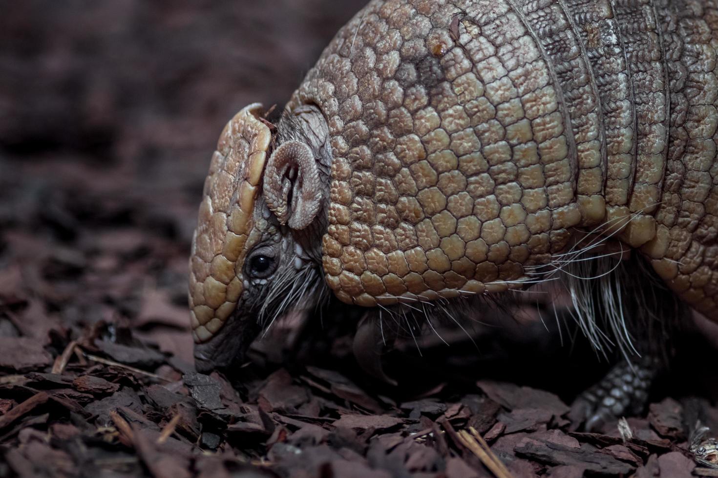 Armadillo Stock Photos, Images and Backgrounds for Free Download