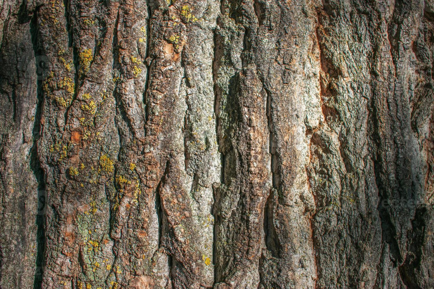 background texture of the trunk of a large tree in the forest 2458375 ...