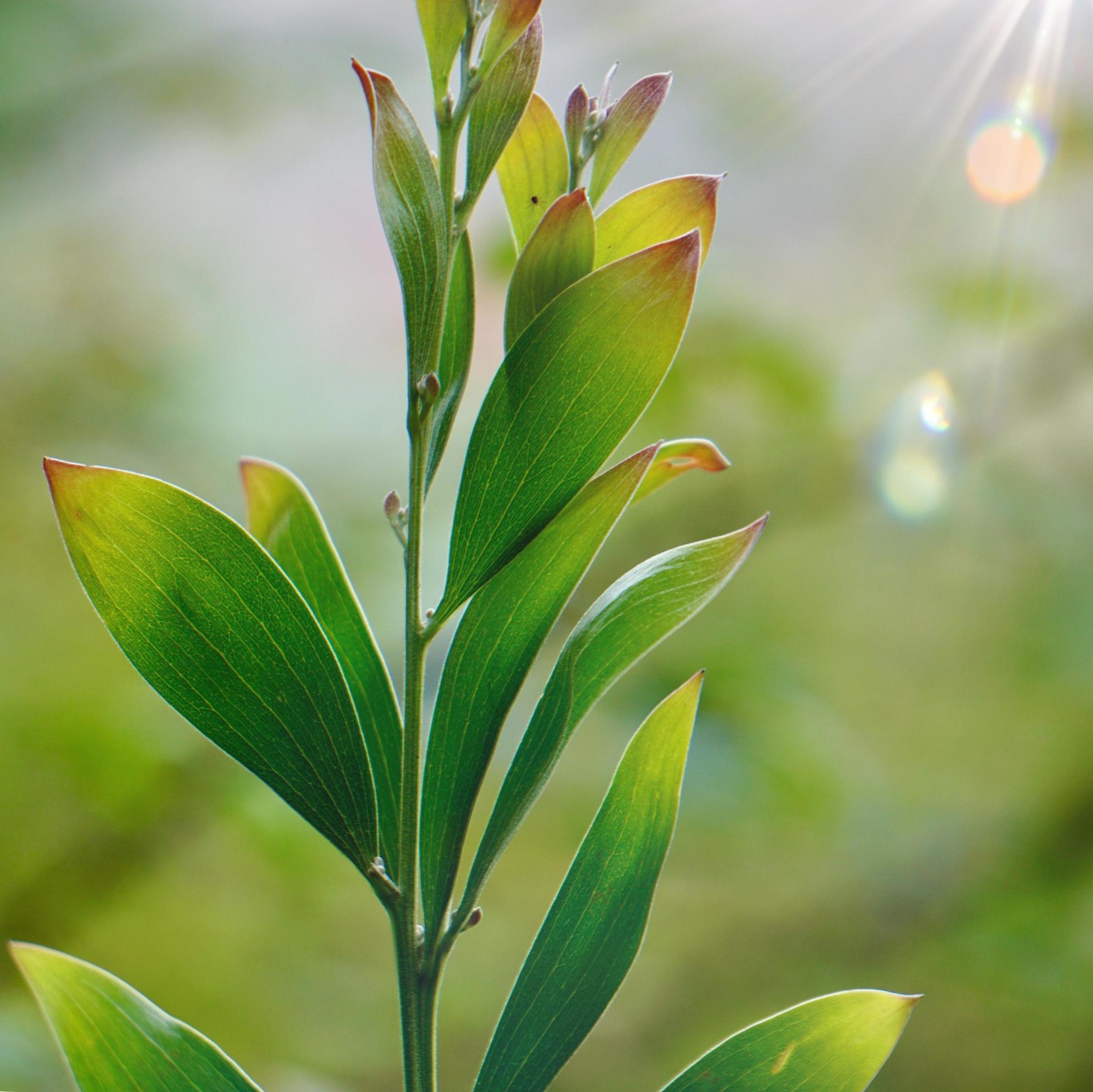 green tree leaves in spring season 2460197 Stock Photo at Vecteezy