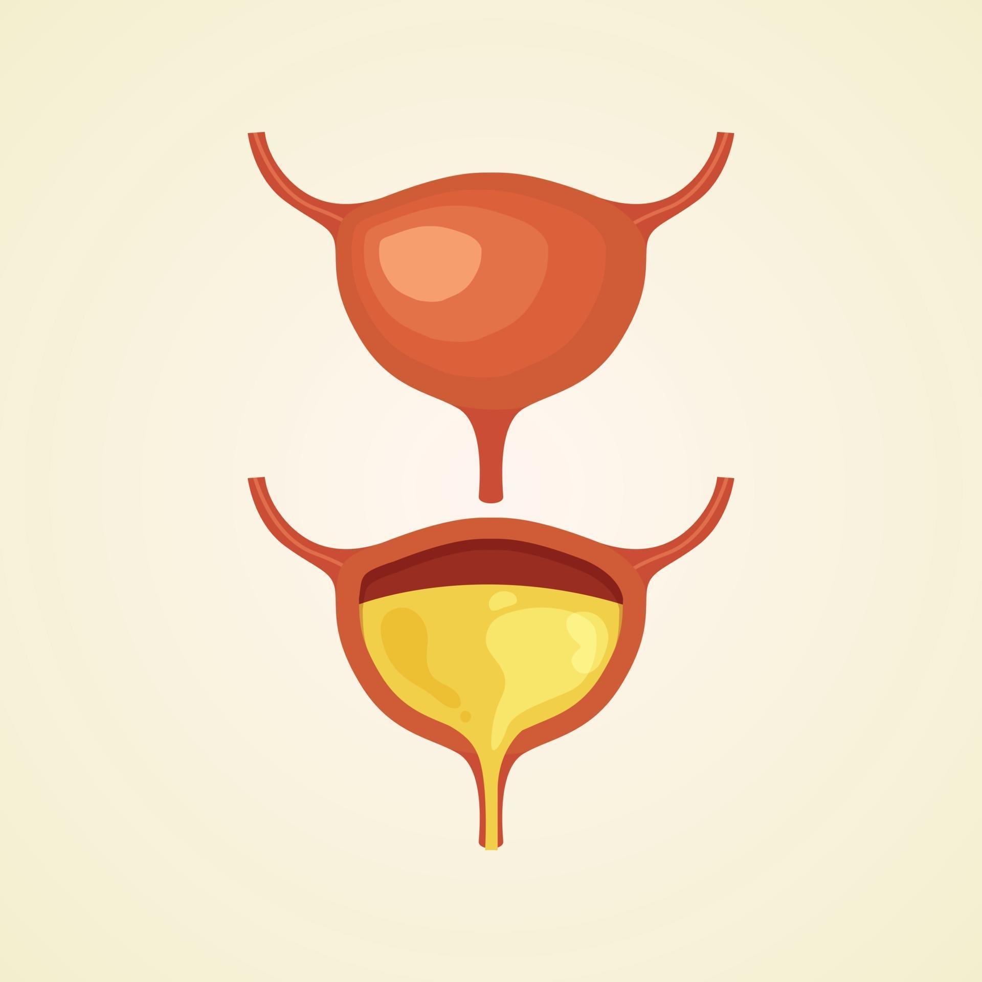 Human Bladder internal organ vector illustration 2494565 Vector Art at ... Human Bladder internal organ vector illustration 2494565 Vector Art at ...