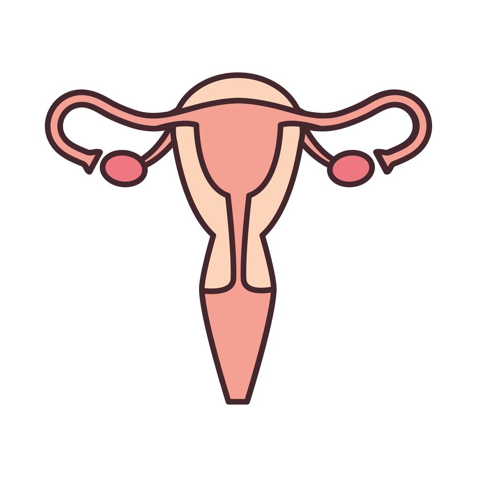Female Reproductive System 2495597 Vector Art At Vecteezy