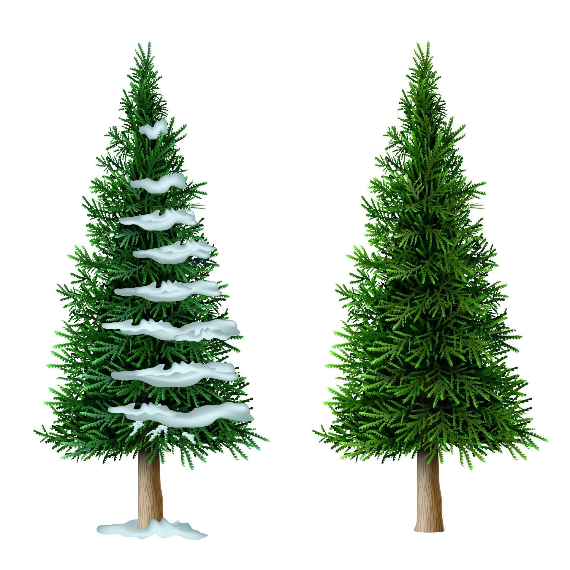 Realistic vector pine tree set isolate 2522794 Vector Art at Vecteezy