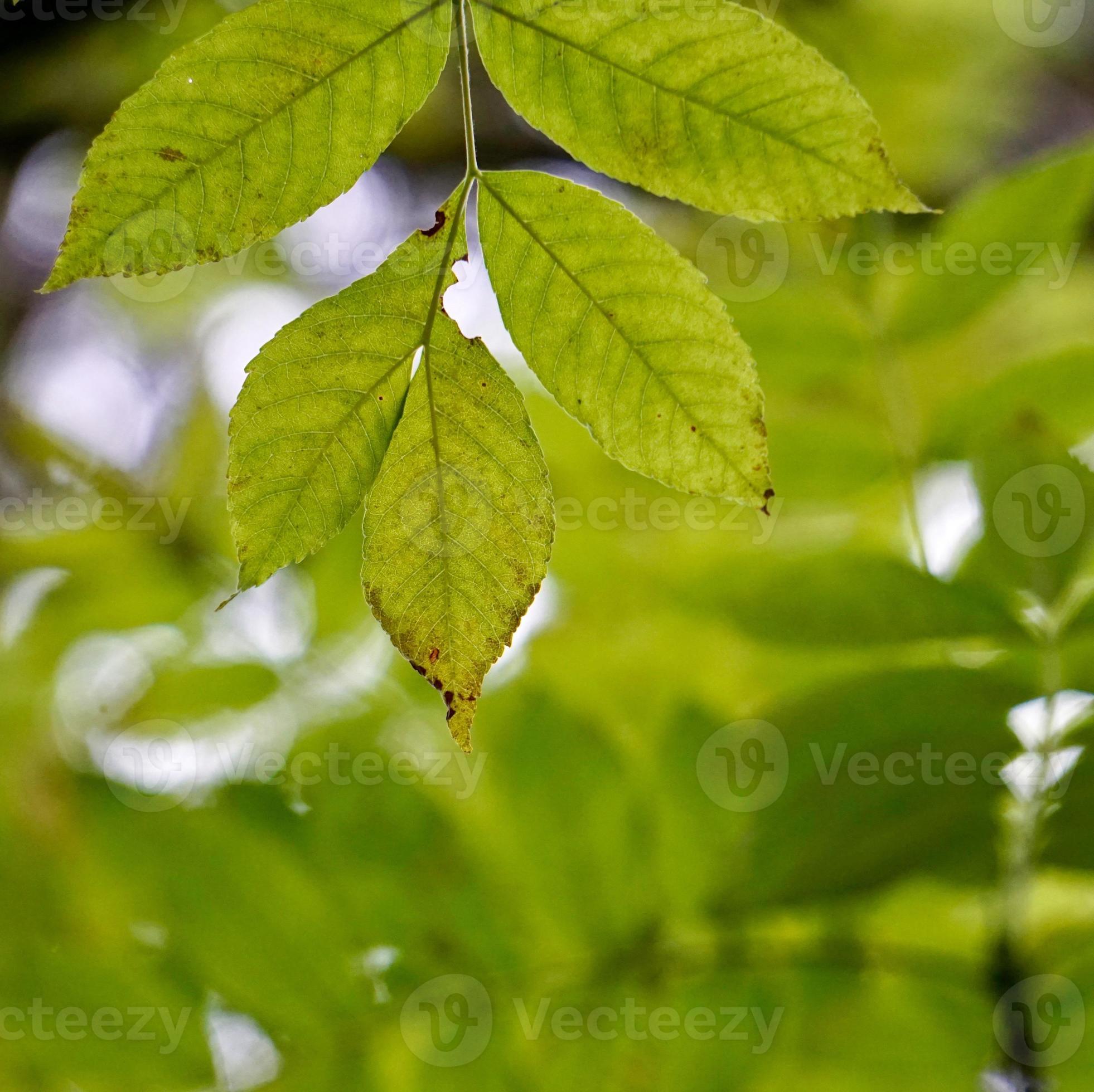 green tree leaves in spring season 2541778 Stock Photo at Vecteezy