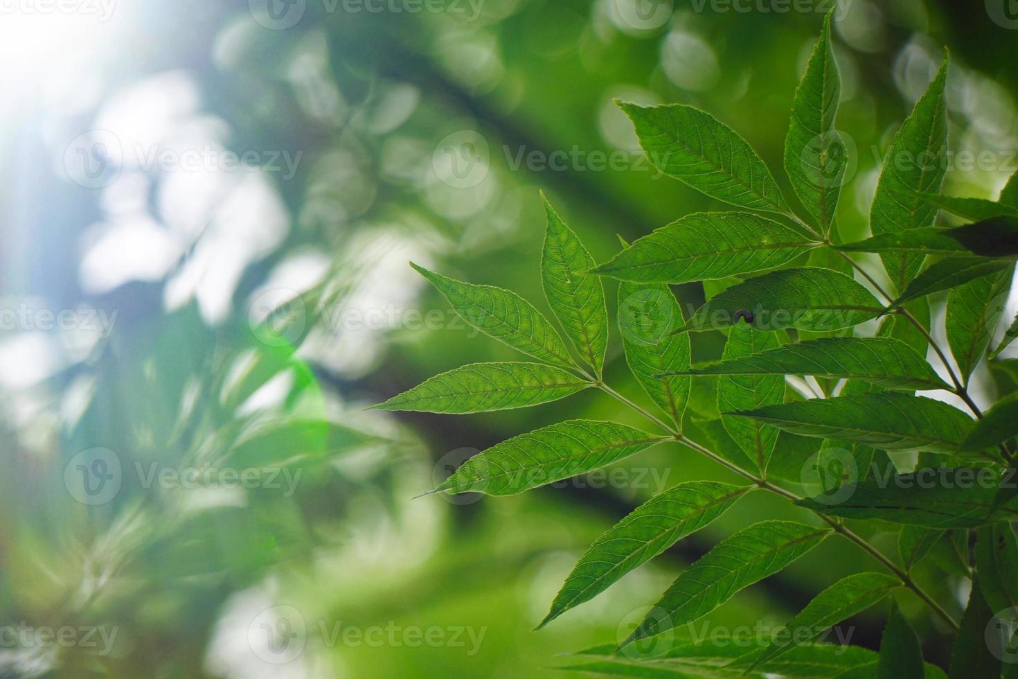green tree leaves in spring season 2542225 Stock Photo at Vecteezy