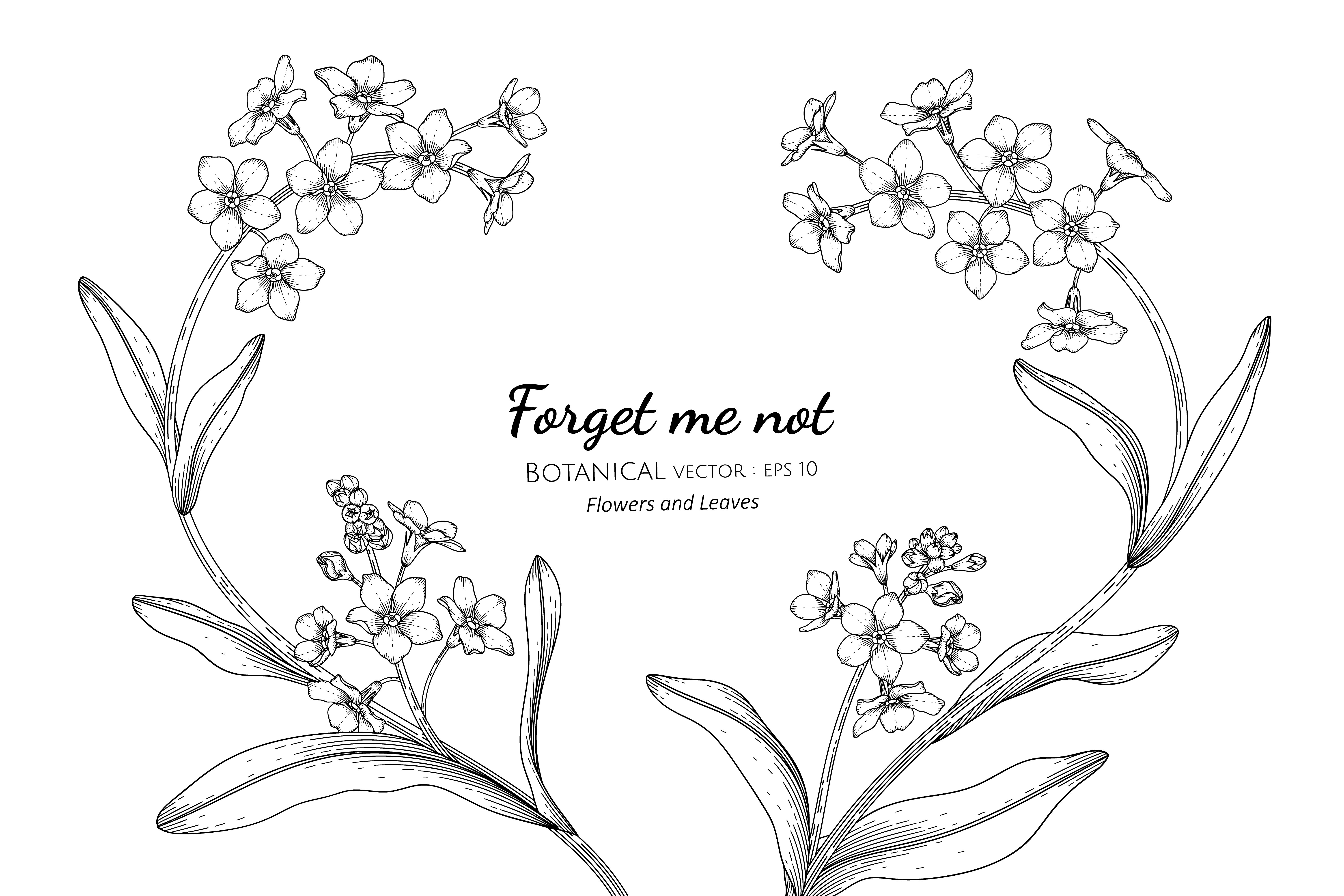Forget me not flower and leaf hand drawn botanical illustration with ... Forget me not flower and leaf hand drawn botanical illustration with ...