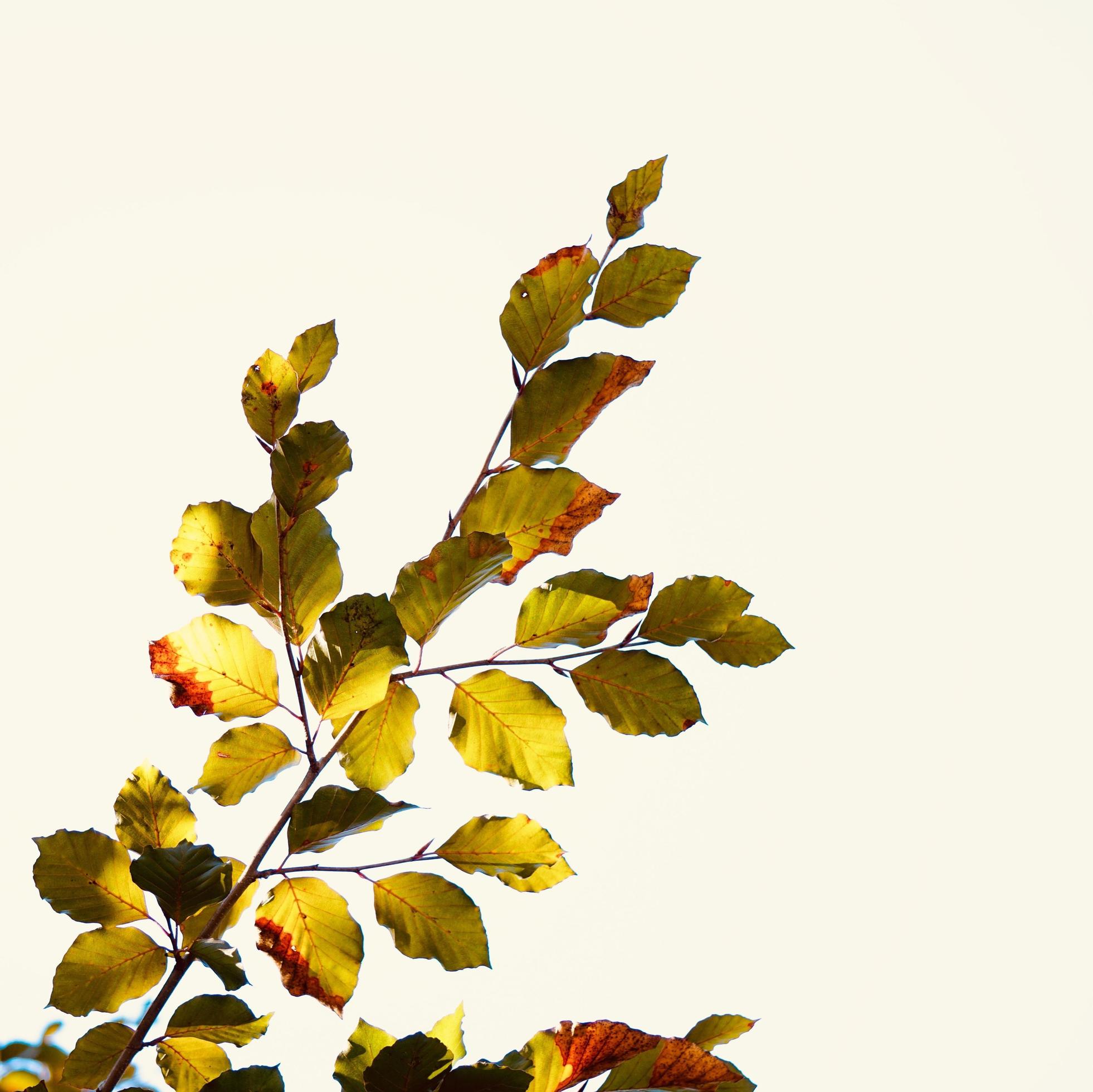 green tree leaves in spring season 2558081 Stock Photo at Vecteezy