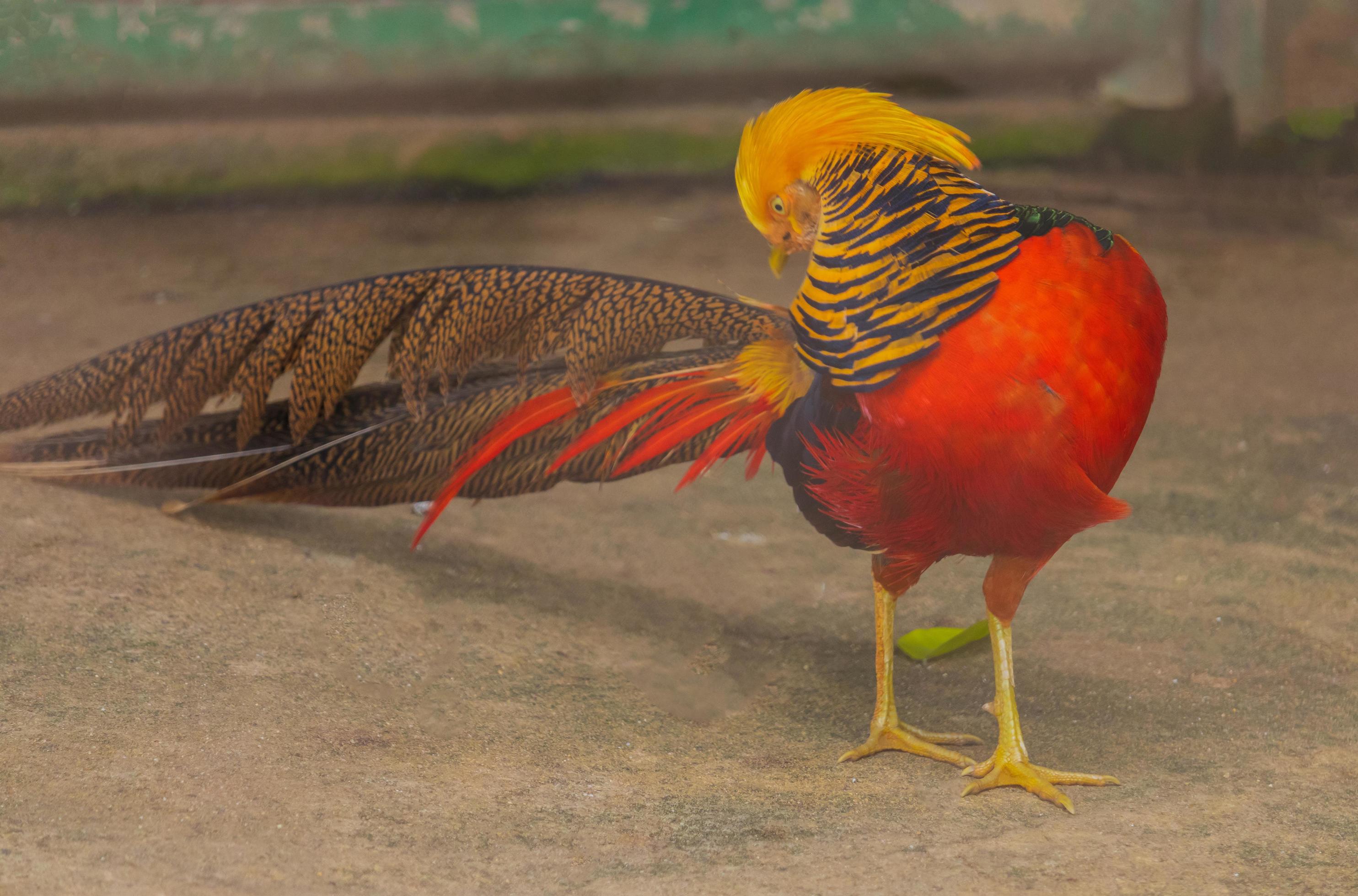 Golden pheasant with beautiful shapes and colors 2593678 Stock Photo at ...