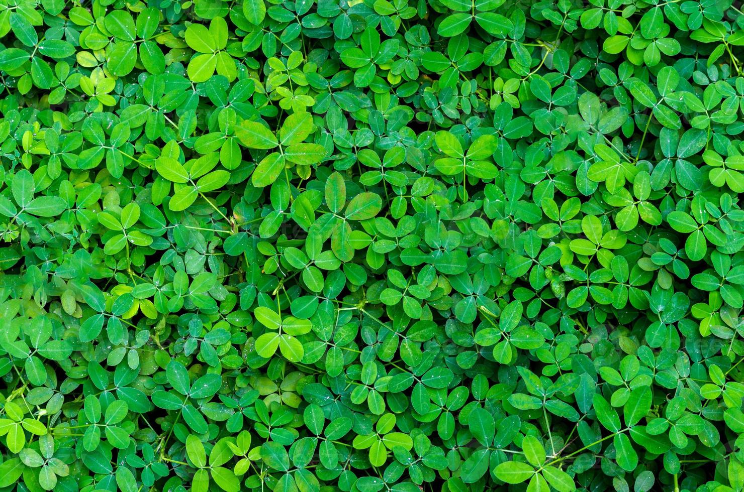 El Top 48 Fondo De Hojas Verdes Abzlocal Mx