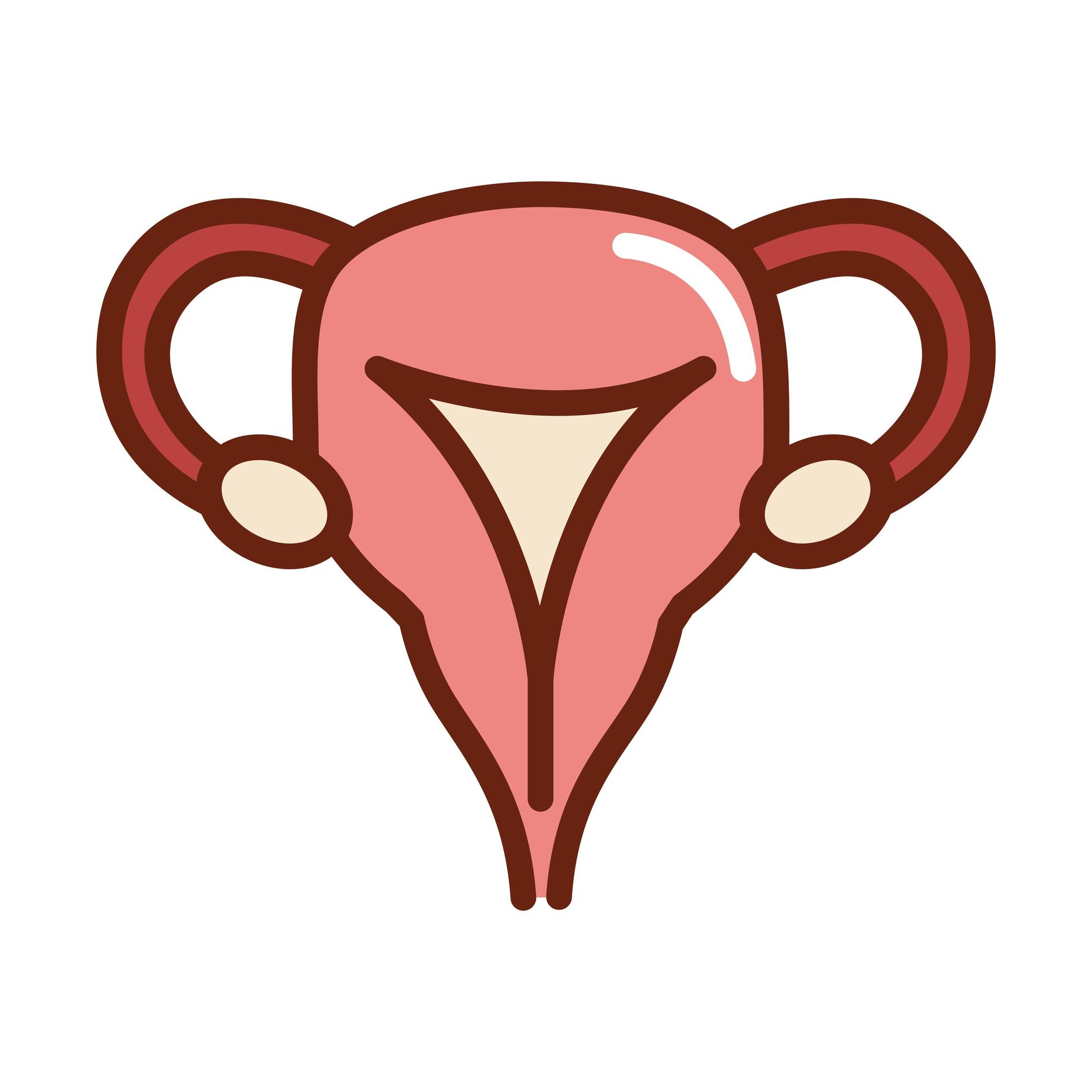 Human Body Female Reproductive System Anatomy Organ Health Line And Fill Icon 2605128 Vector Art