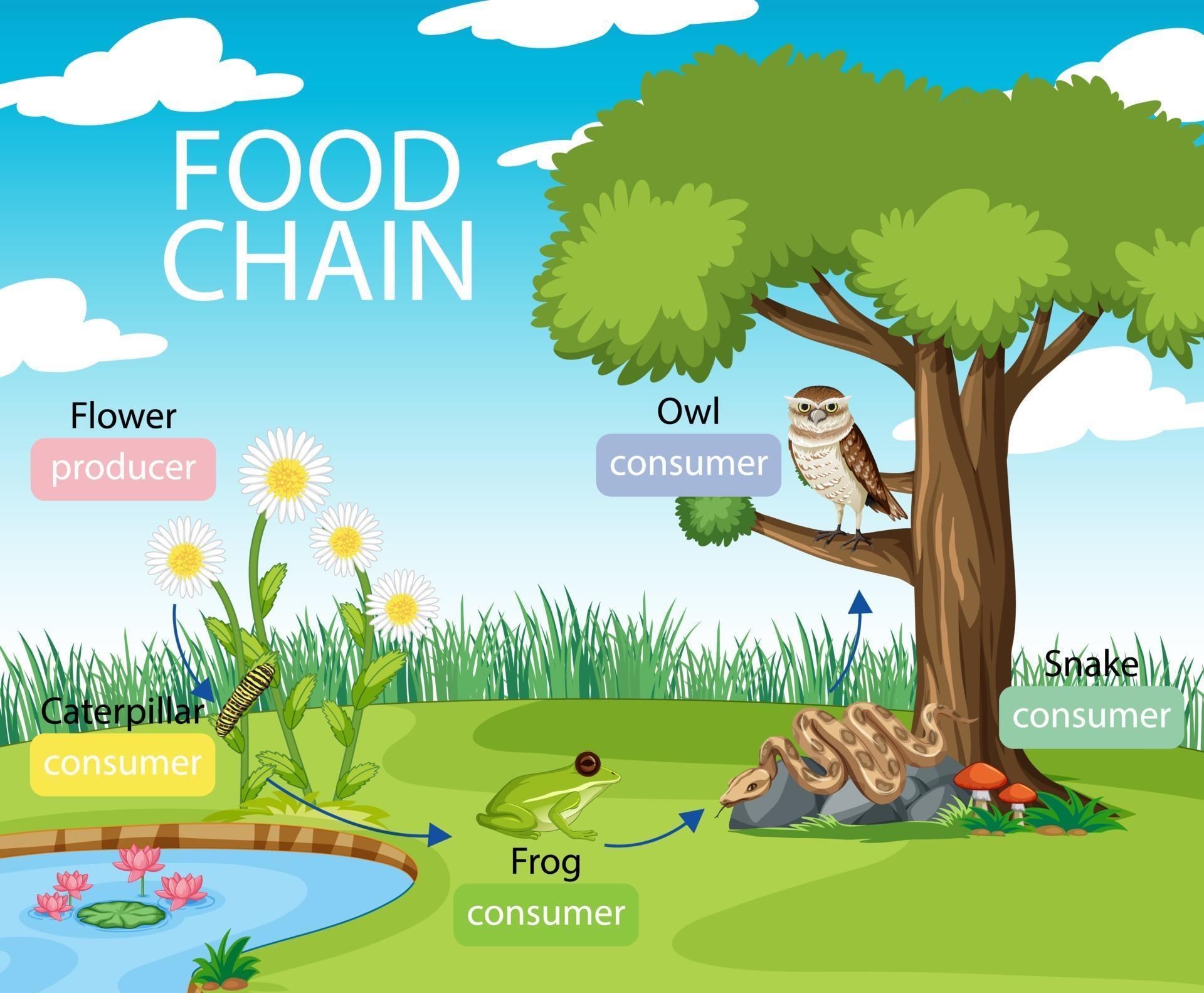 Food chain diagram concept on forest background 2680373 Vector Art at ... Food chain diagram concept on forest background 2680373 Vector Art at ...