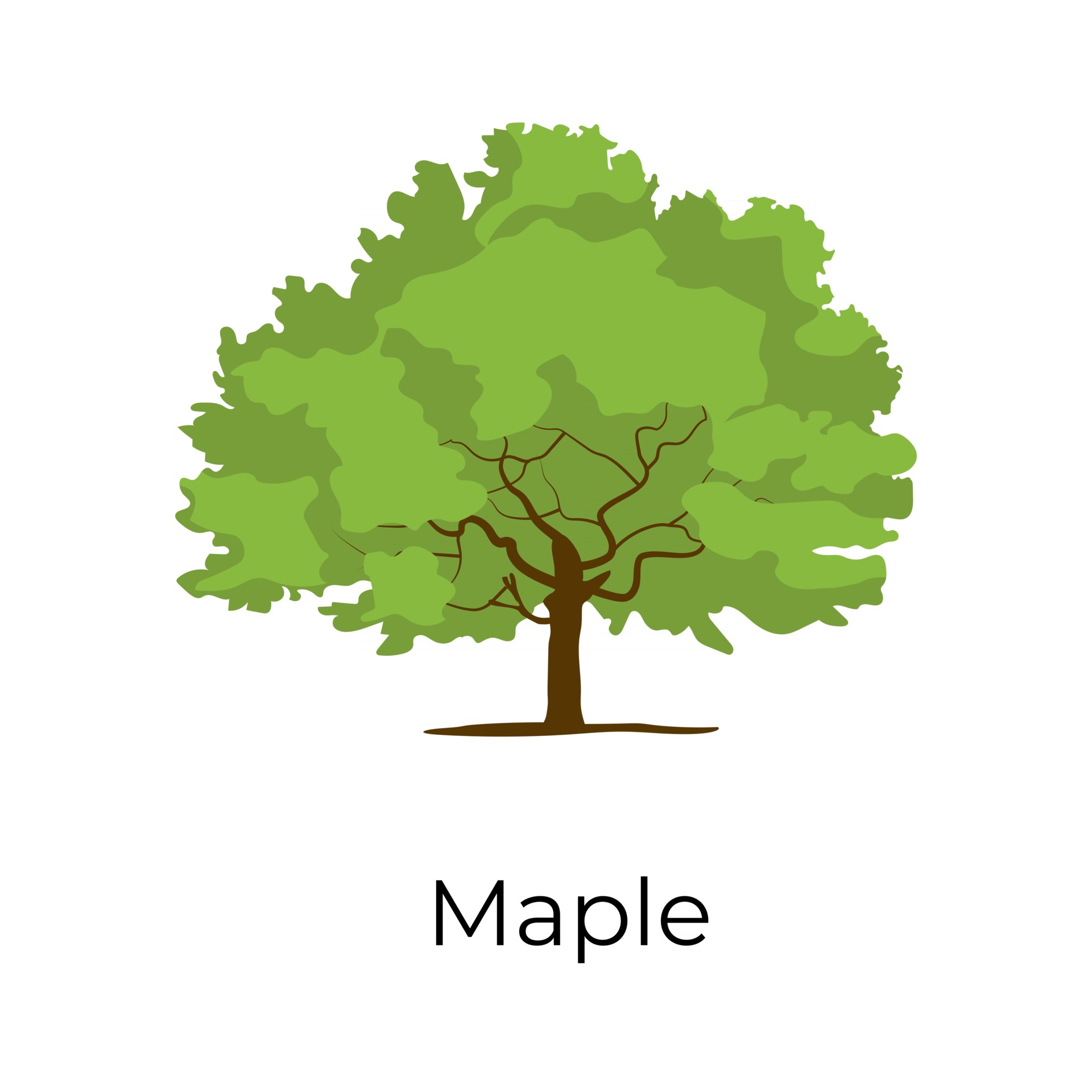 Maple Tree Design 2687221 Vector Art at Vecteezy