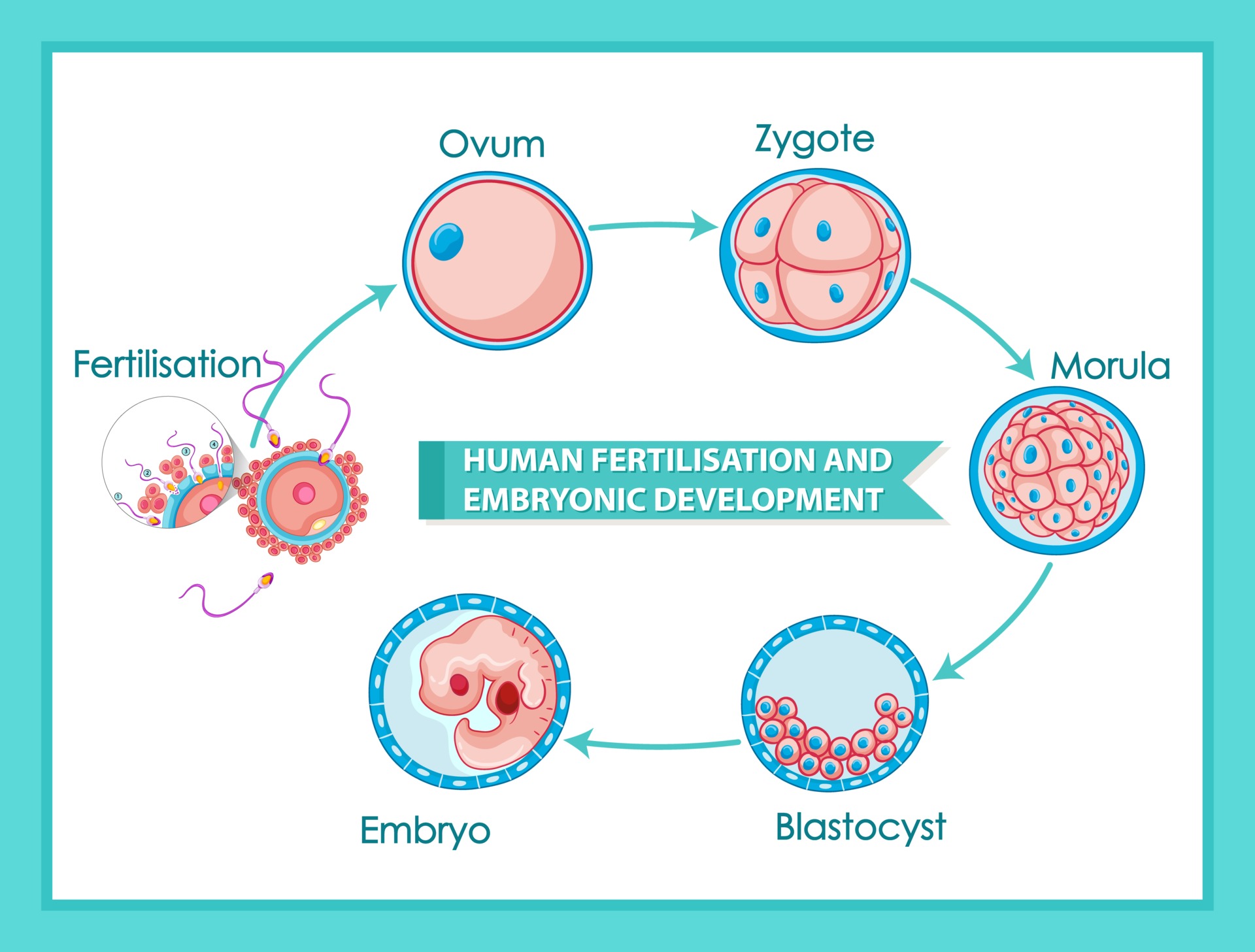 diagrama de fertilización humana y desarrollo embrionario. 2723098 ... diagrama de fertilización humana y desarrollo embrionario. 2723098 ...