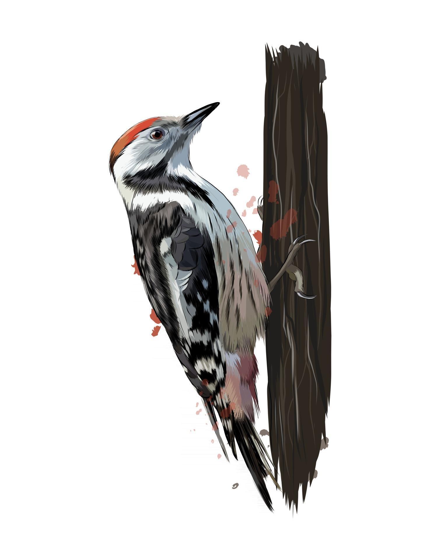 pájaro carpintero de un toque de acuarela, dibujo coloreado, realista ... pájaro carpintero de un toque de acuarela, dibujo coloreado, realista ...