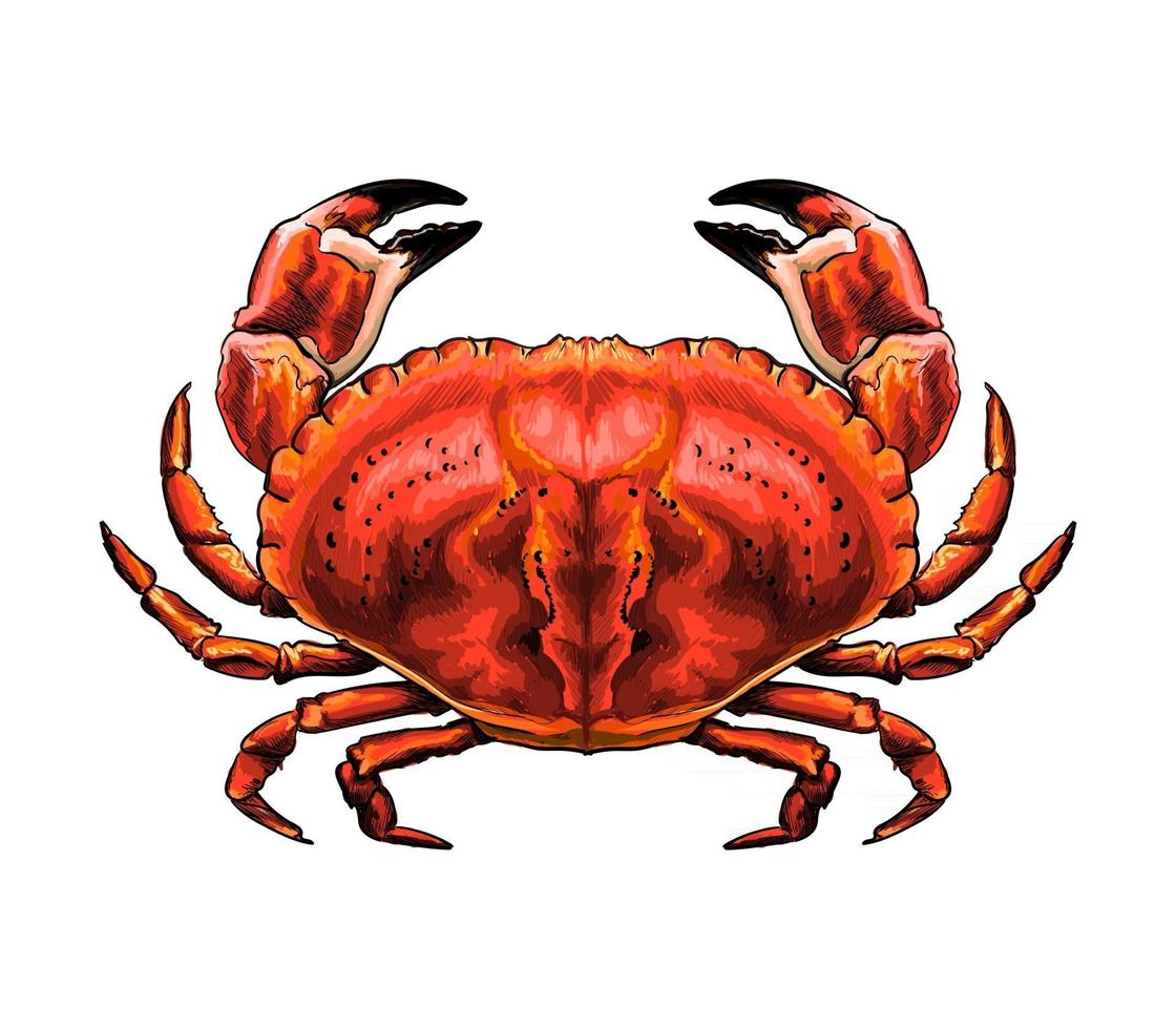 Crab Drawing Realistic