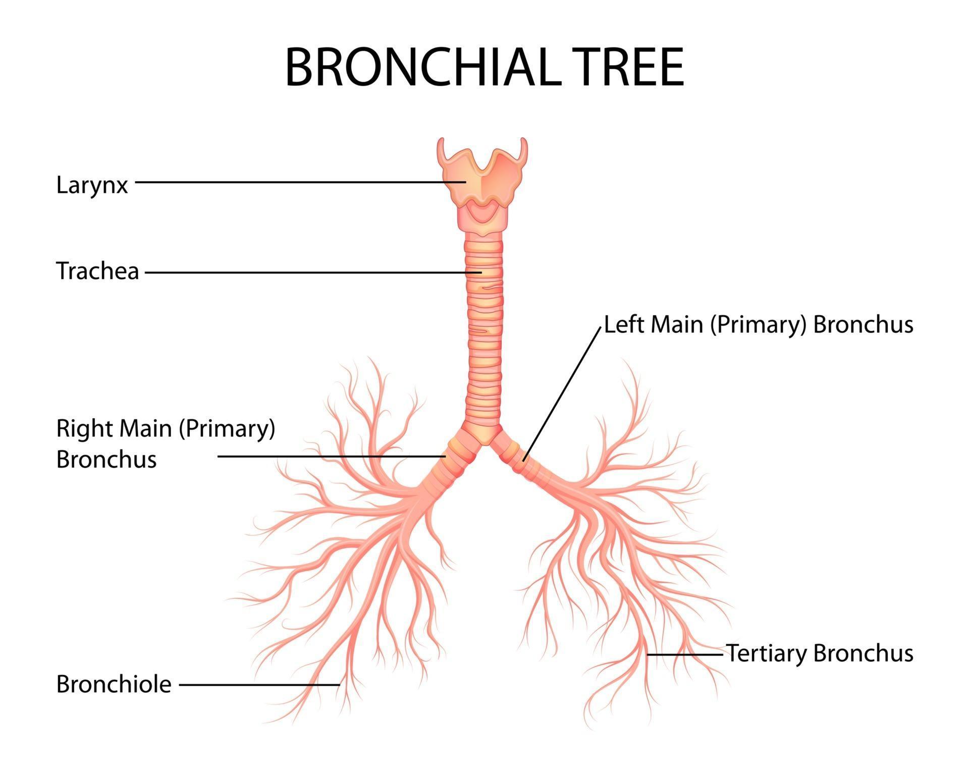 Anatomy Of The Bronchial Tree Figure 2 Compartments O