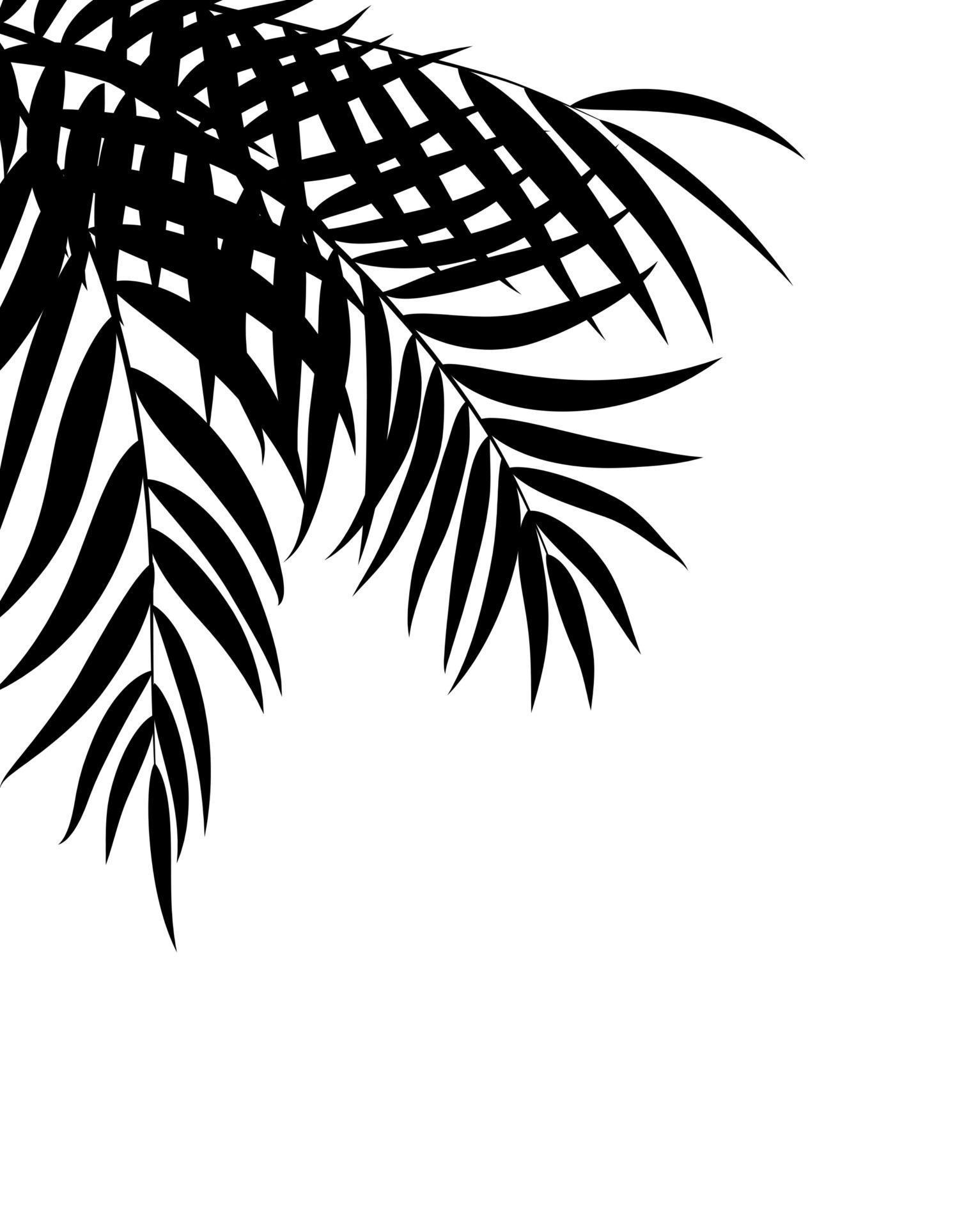 Blanco Y Negro Vectorial Hojas De Palmeras Selva Tropical Deja Aislado ... Blanco Y Negro Vectorial Hojas De Palmeras Selva Tropical Deja Aislado ...