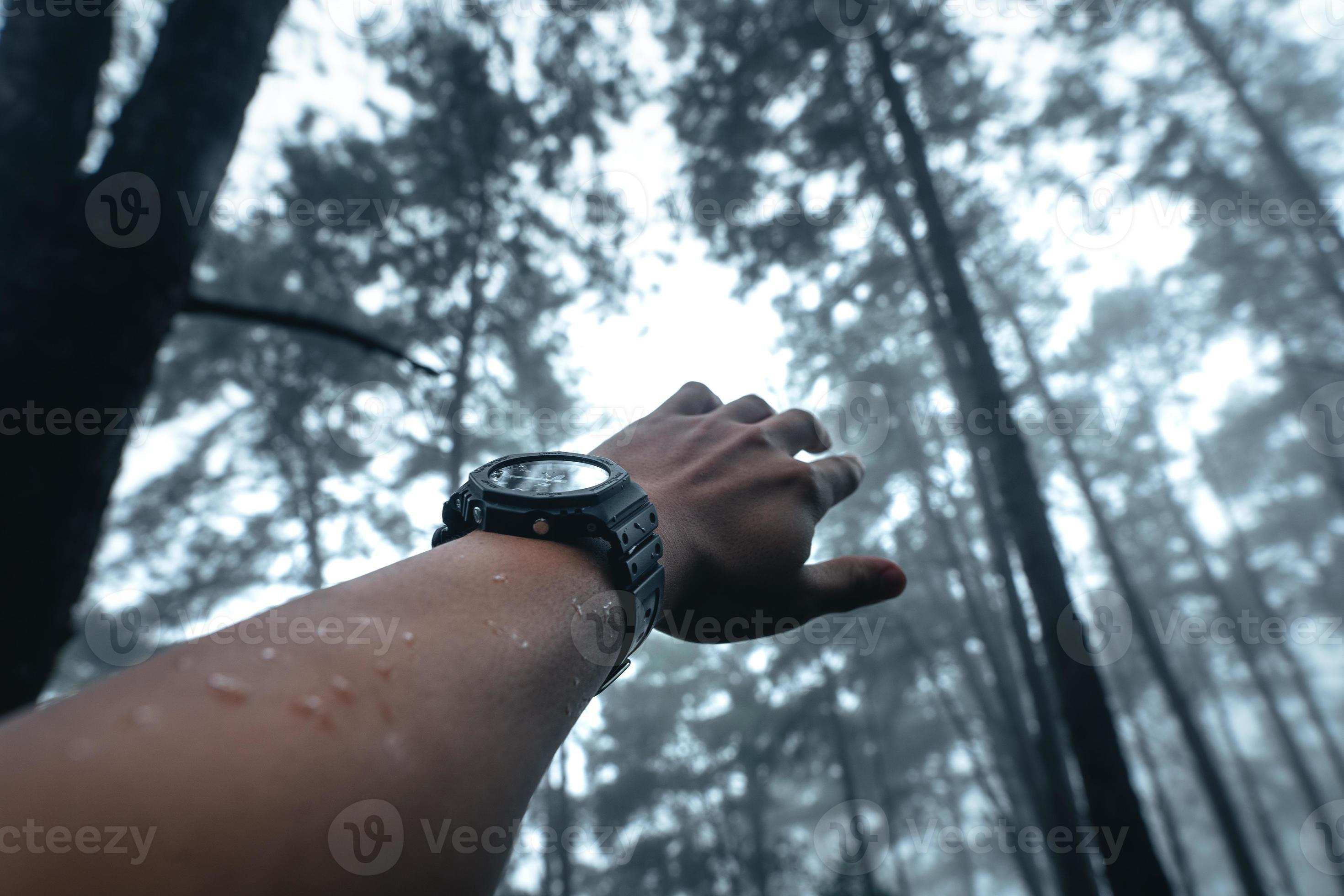 Trees in the fog,wilderness landscape forest with pine trees 2901423 ...