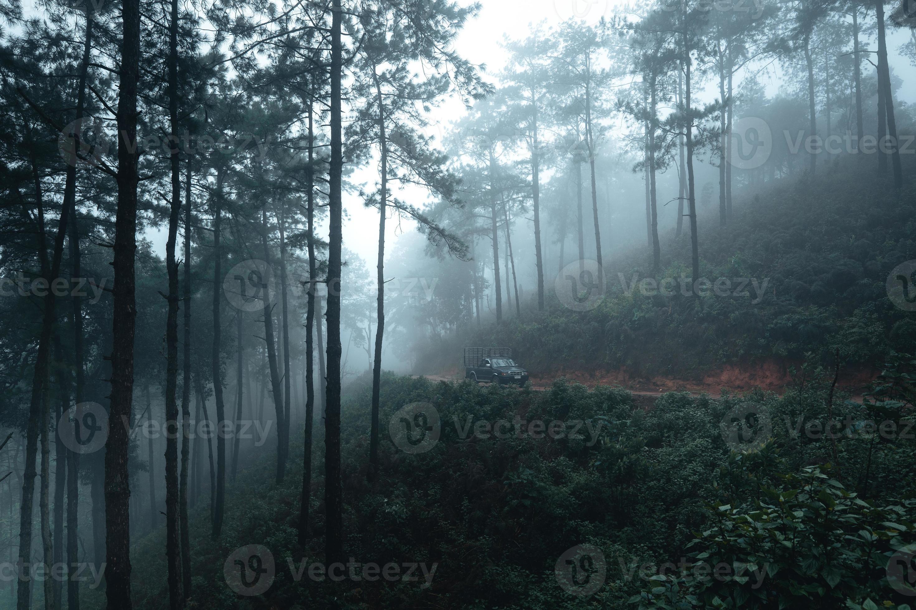 Trees in the fog,wilderness landscape forest with pine trees 2901445 ...