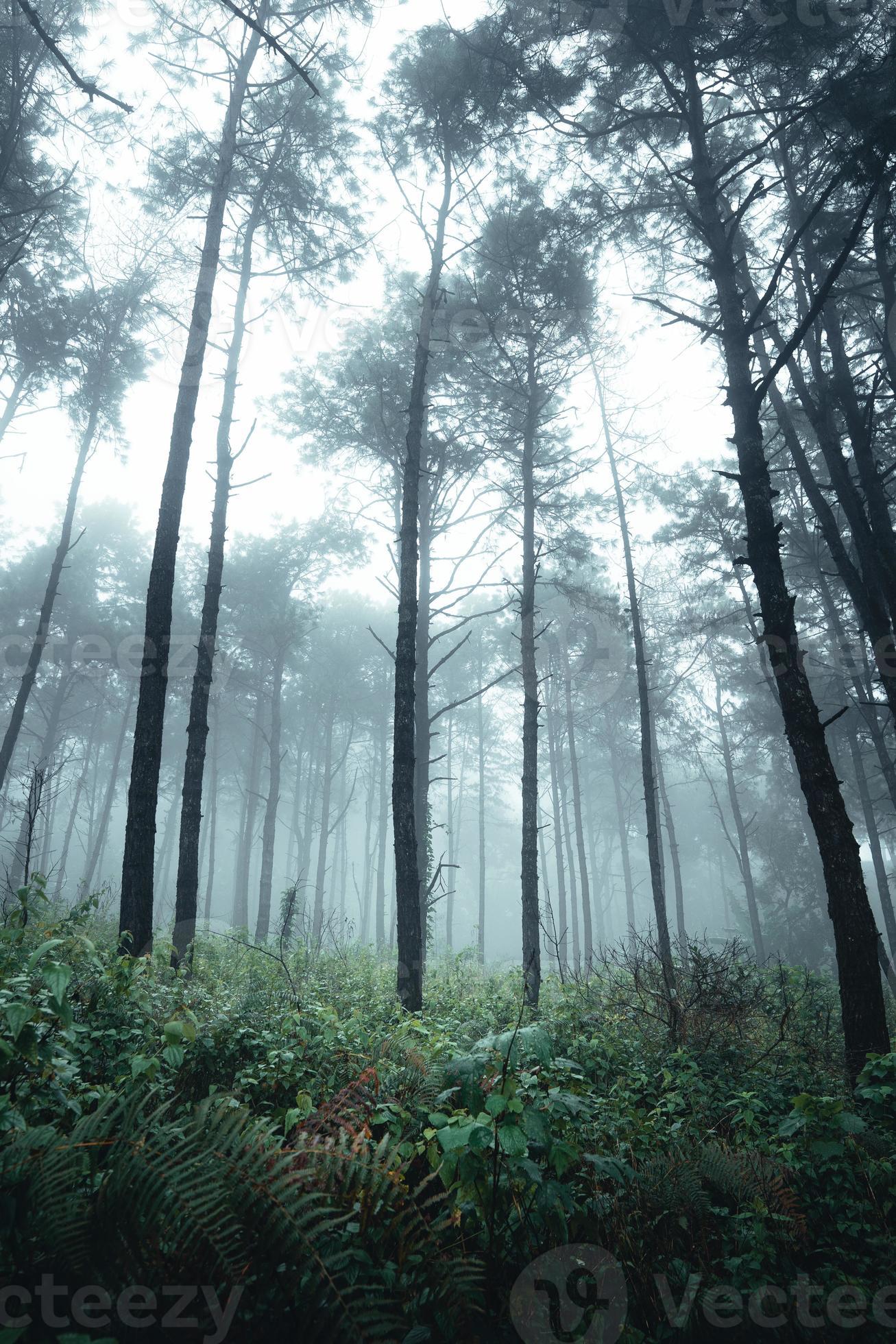 Trees in the fog,wilderness landscape forest with pine trees 2901478 ...