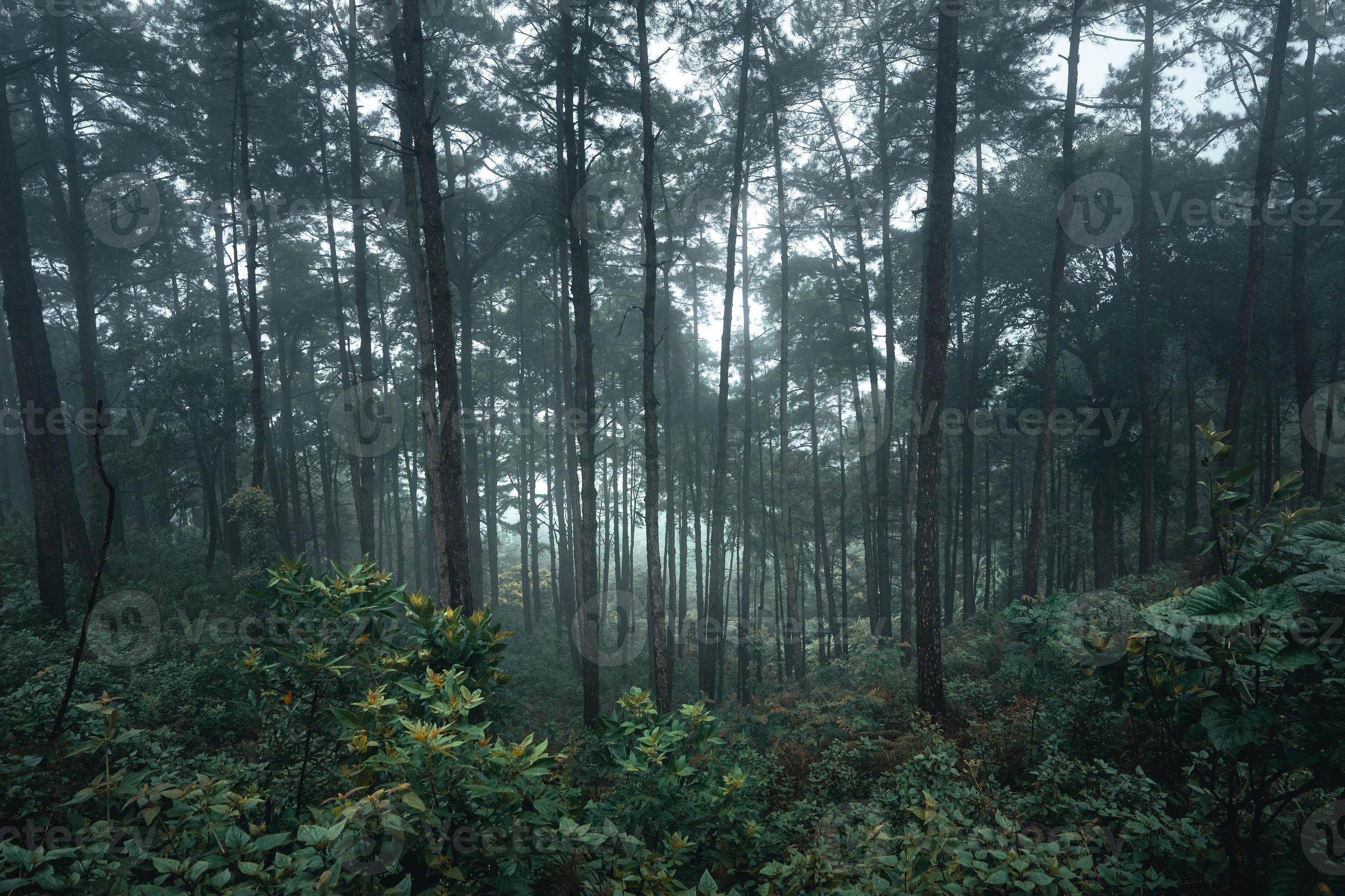 Trees in the fog,wilderness landscape forest with pine trees 2901498 ...