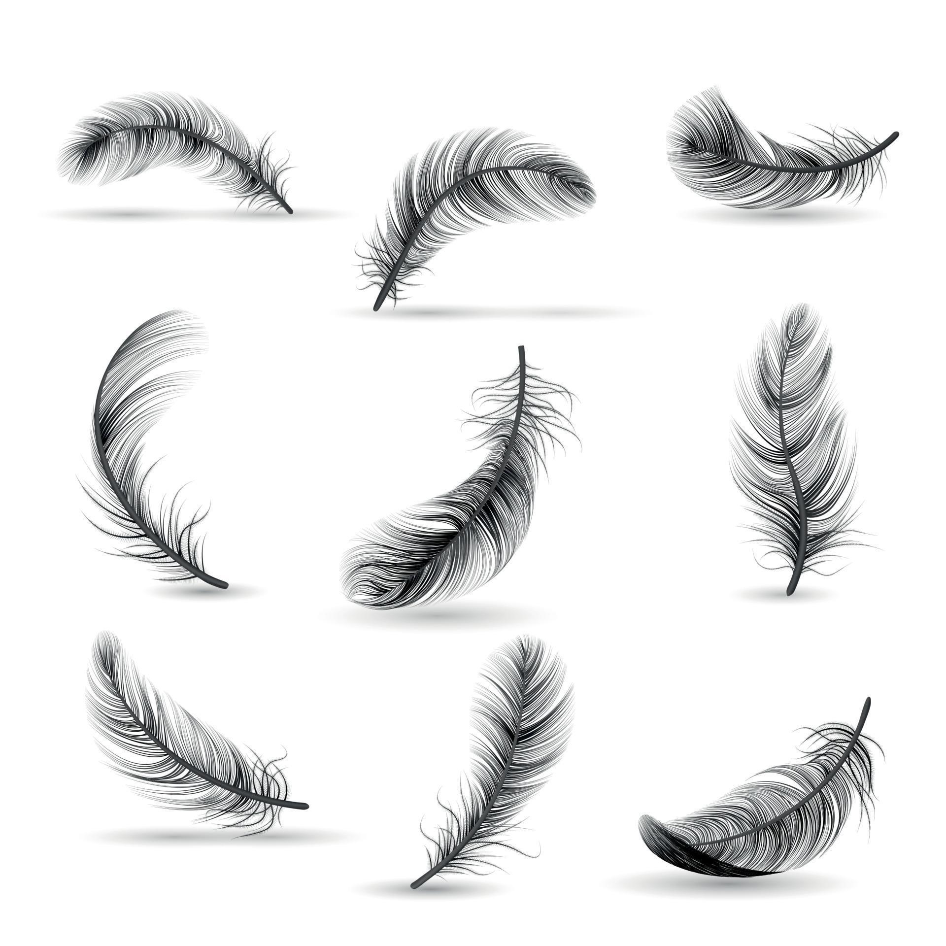 Realistic Feather Black Icon Set Vector Illustration 3030845 Vector Art ...