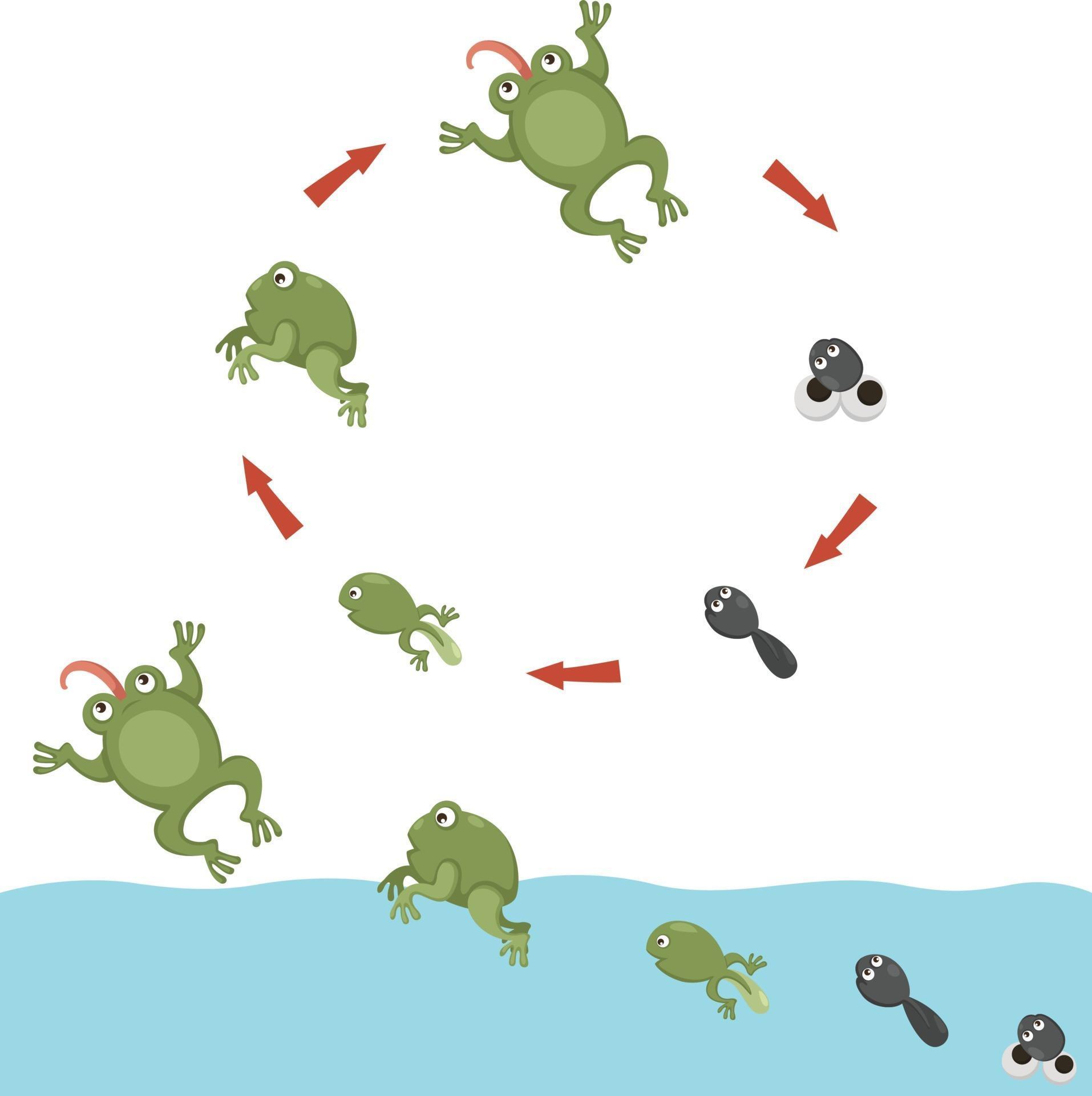Life Cycle Of Frog 3093153 Vector Art At Vecteezy life-cycle-of-frog-3093153-vector-art-at-vecteezy
