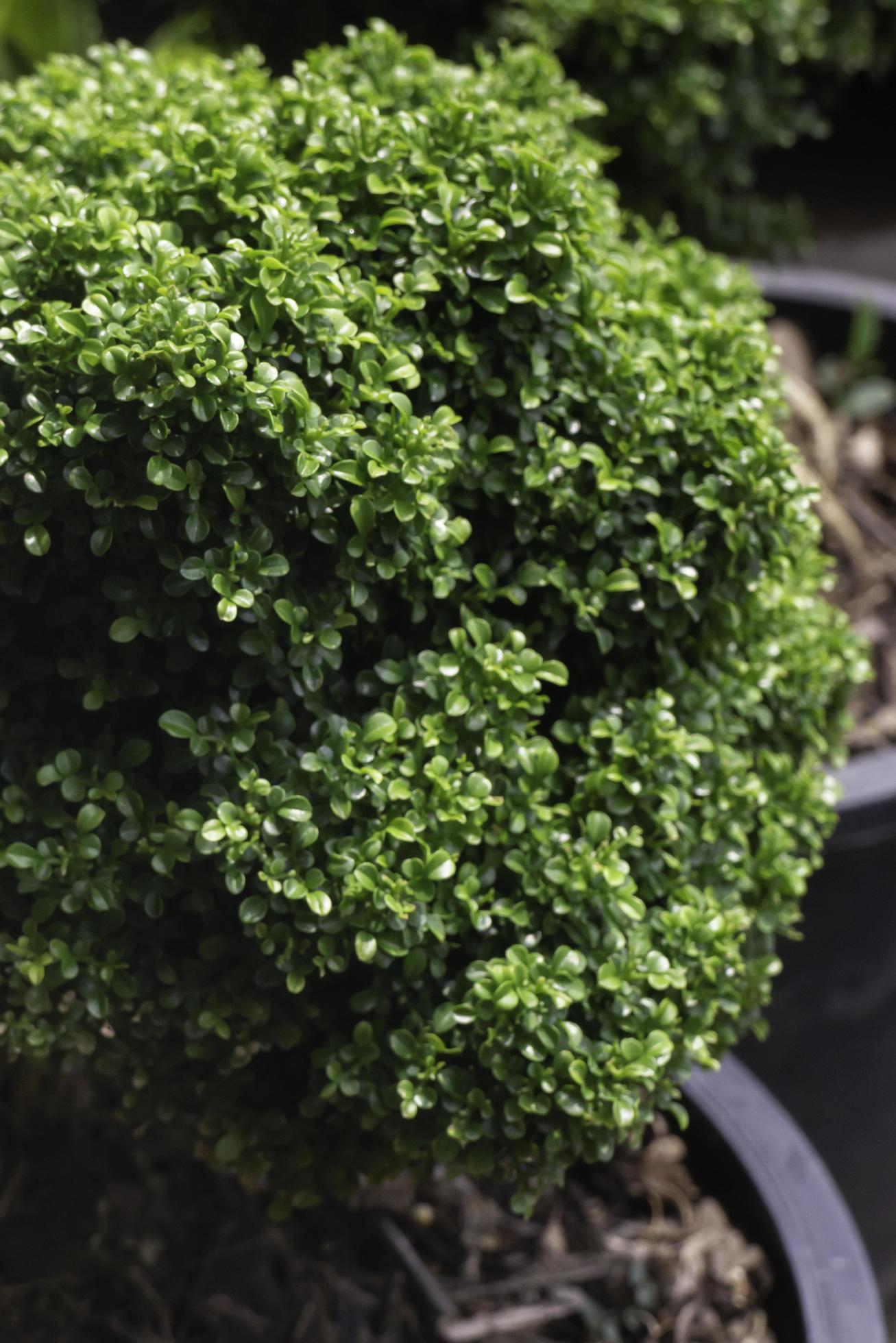 Bright spring leaves on the tree 3162837 Stock Photo at Vecteezy