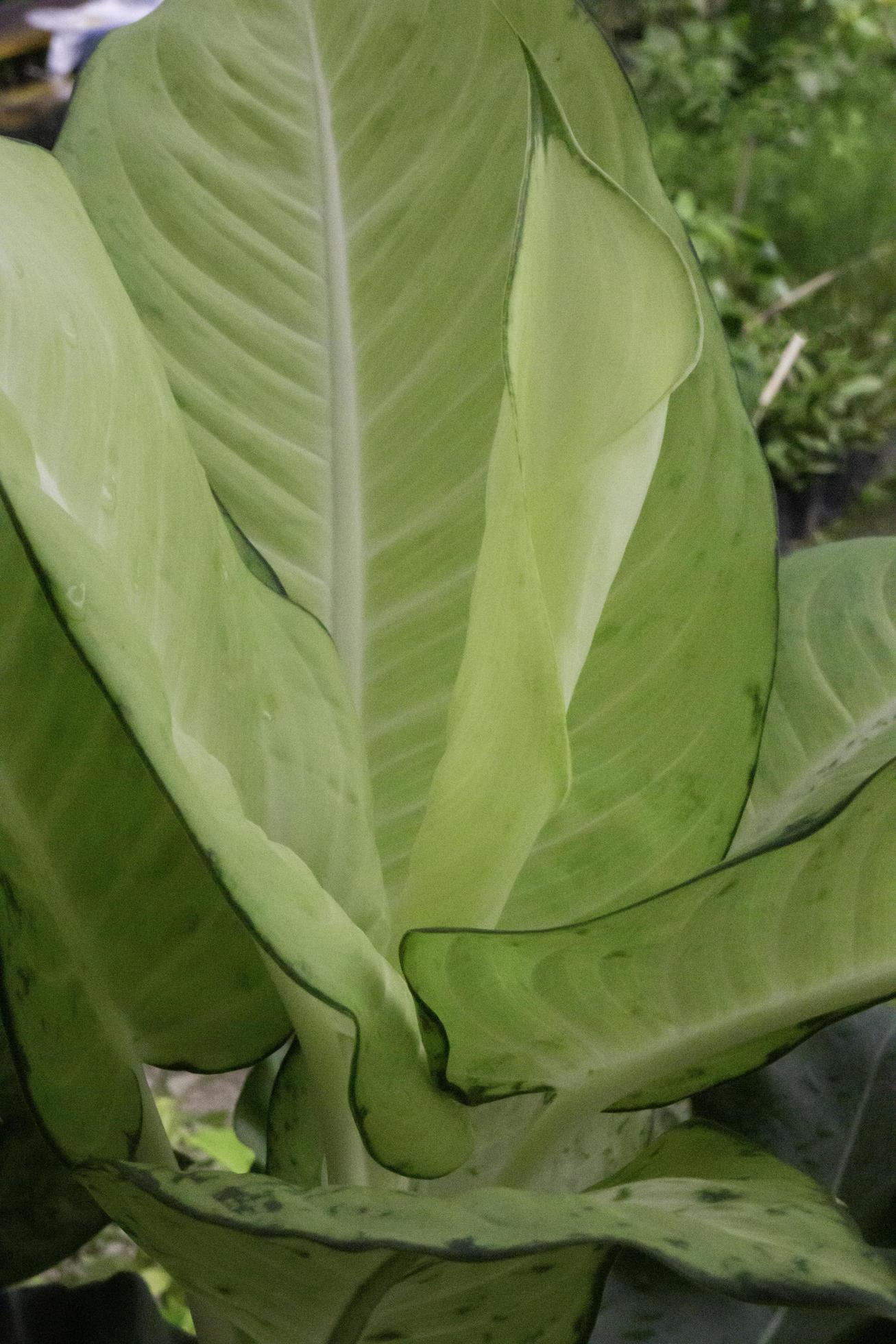 Bright spring leaves on the tree 3162871 Stock Photo at Vecteezy