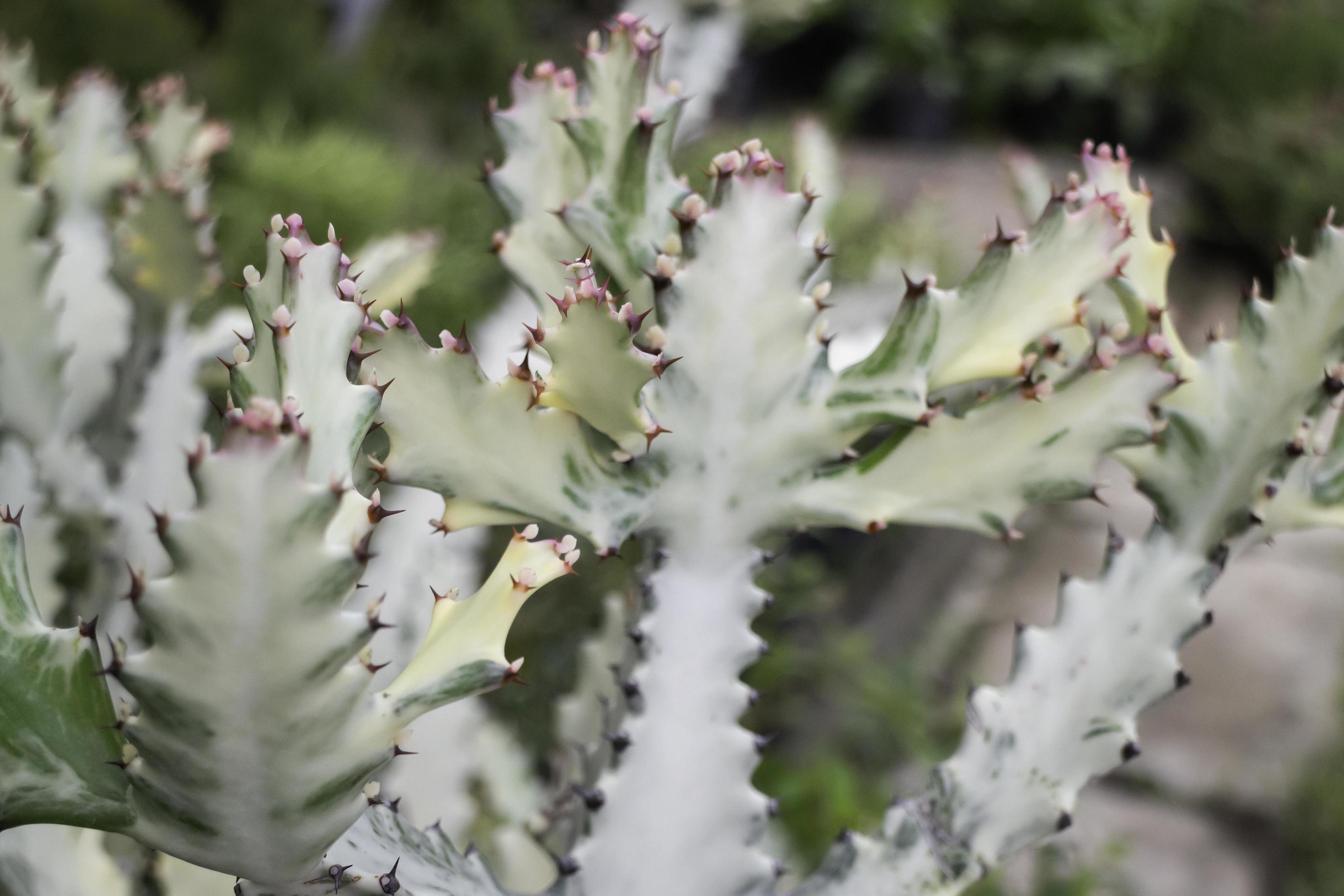 Bright spring leaves on the tree 3162891 Stock Photo at Vecteezy