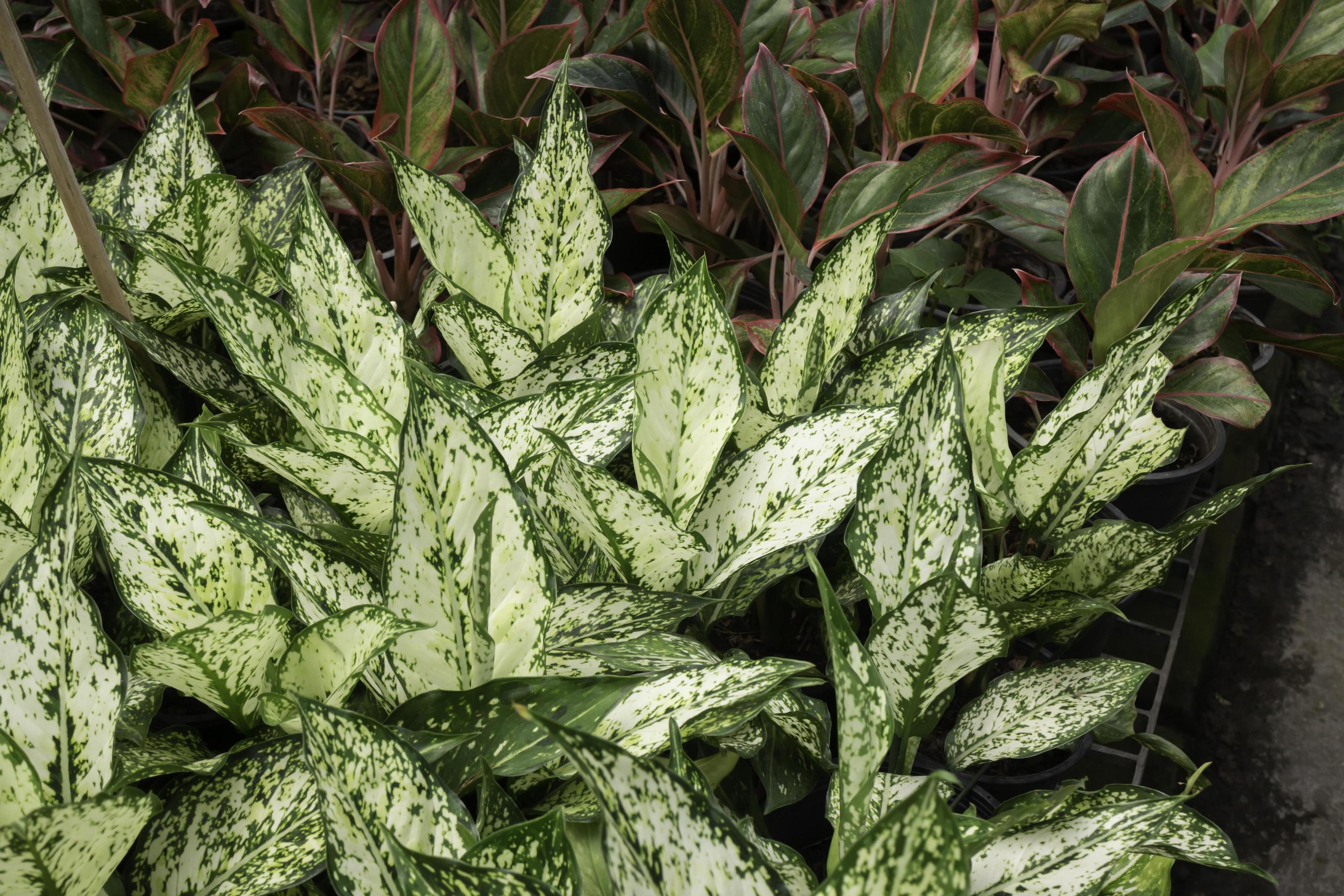 Bright spring leaves on the tree 3162954 Stock Photo at Vecteezy