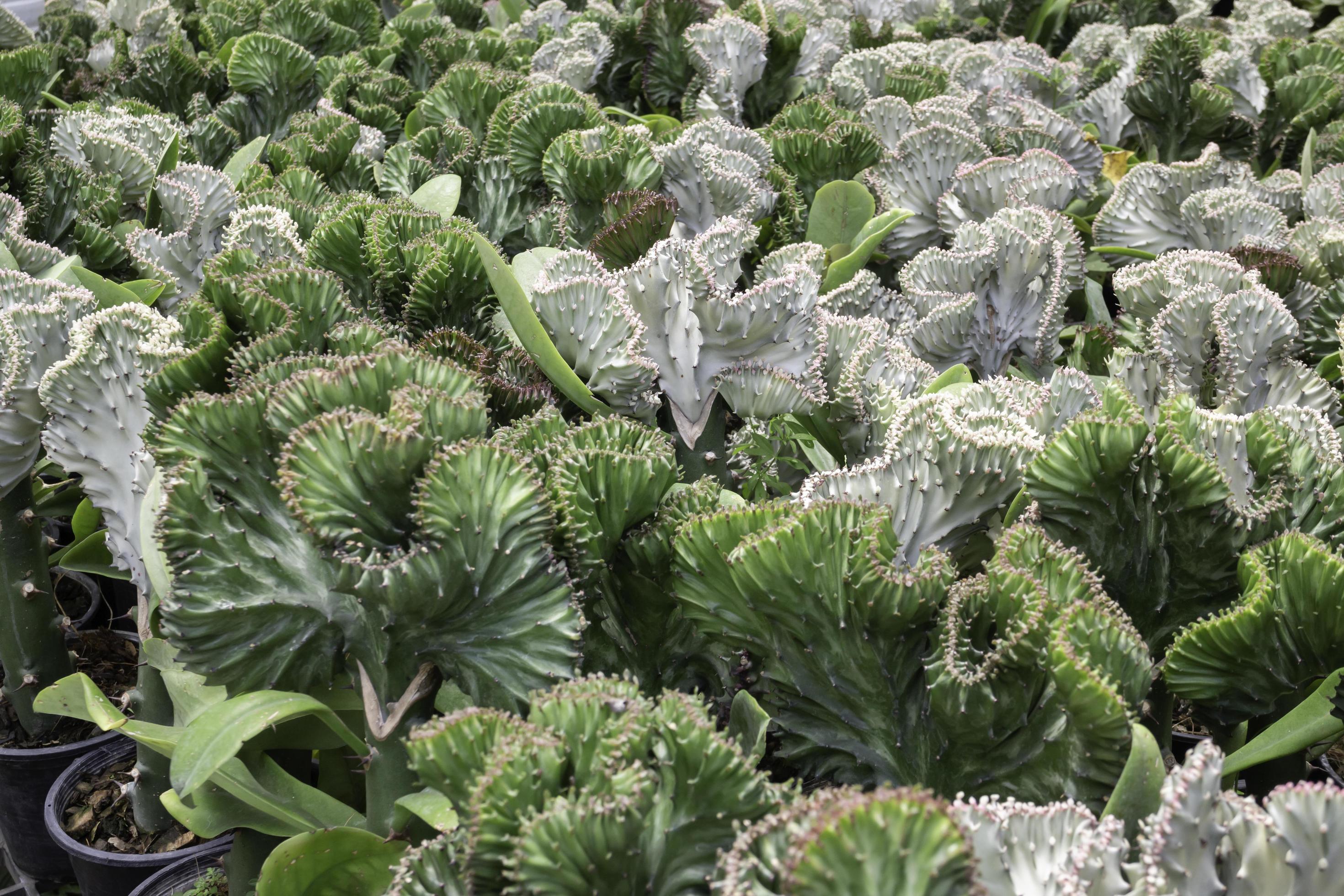 Bright spring leaves on the tree 3162967 Stock Photo at Vecteezy