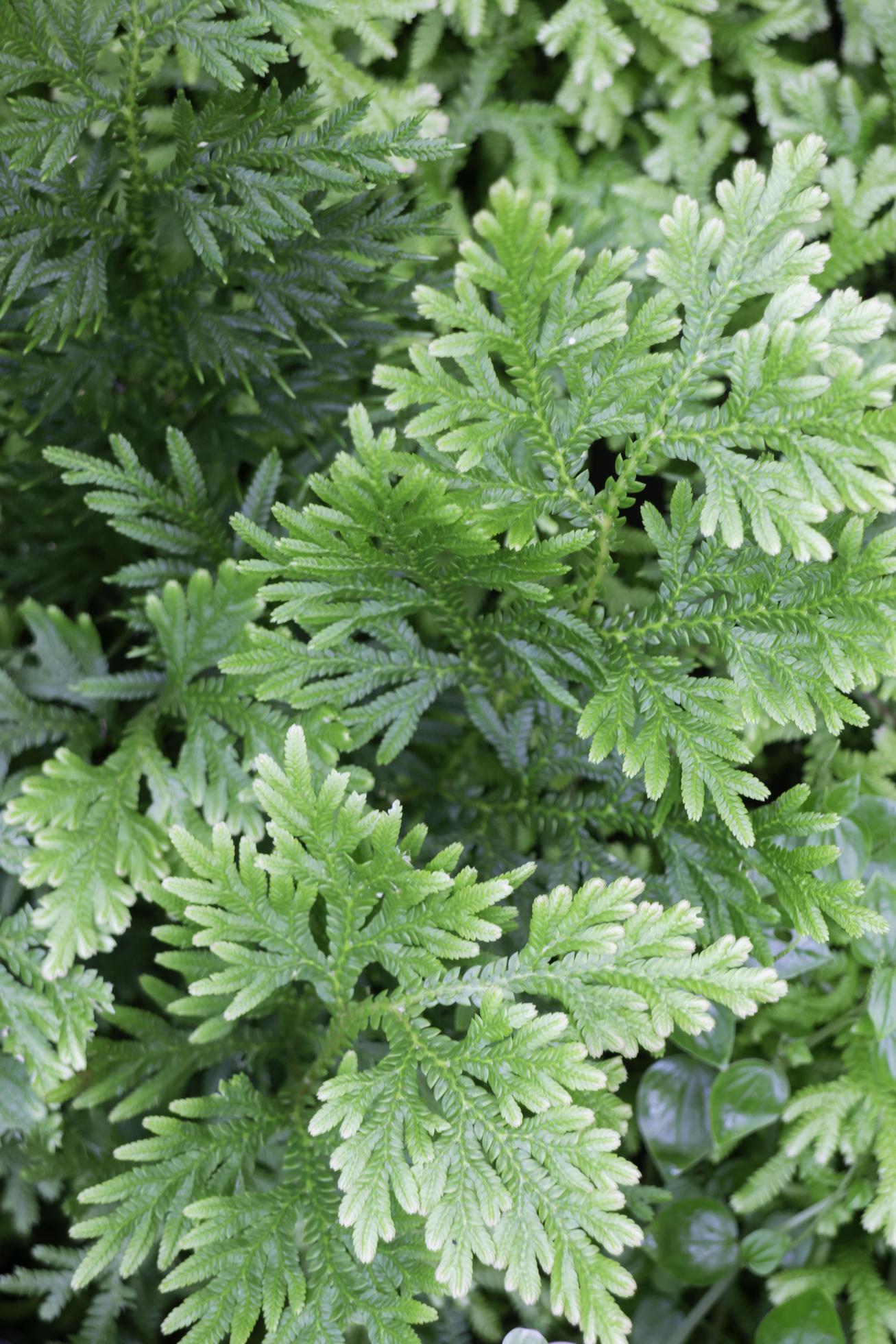 Bright spring leaves on the tree 3162970 Stock Photo at Vecteezy