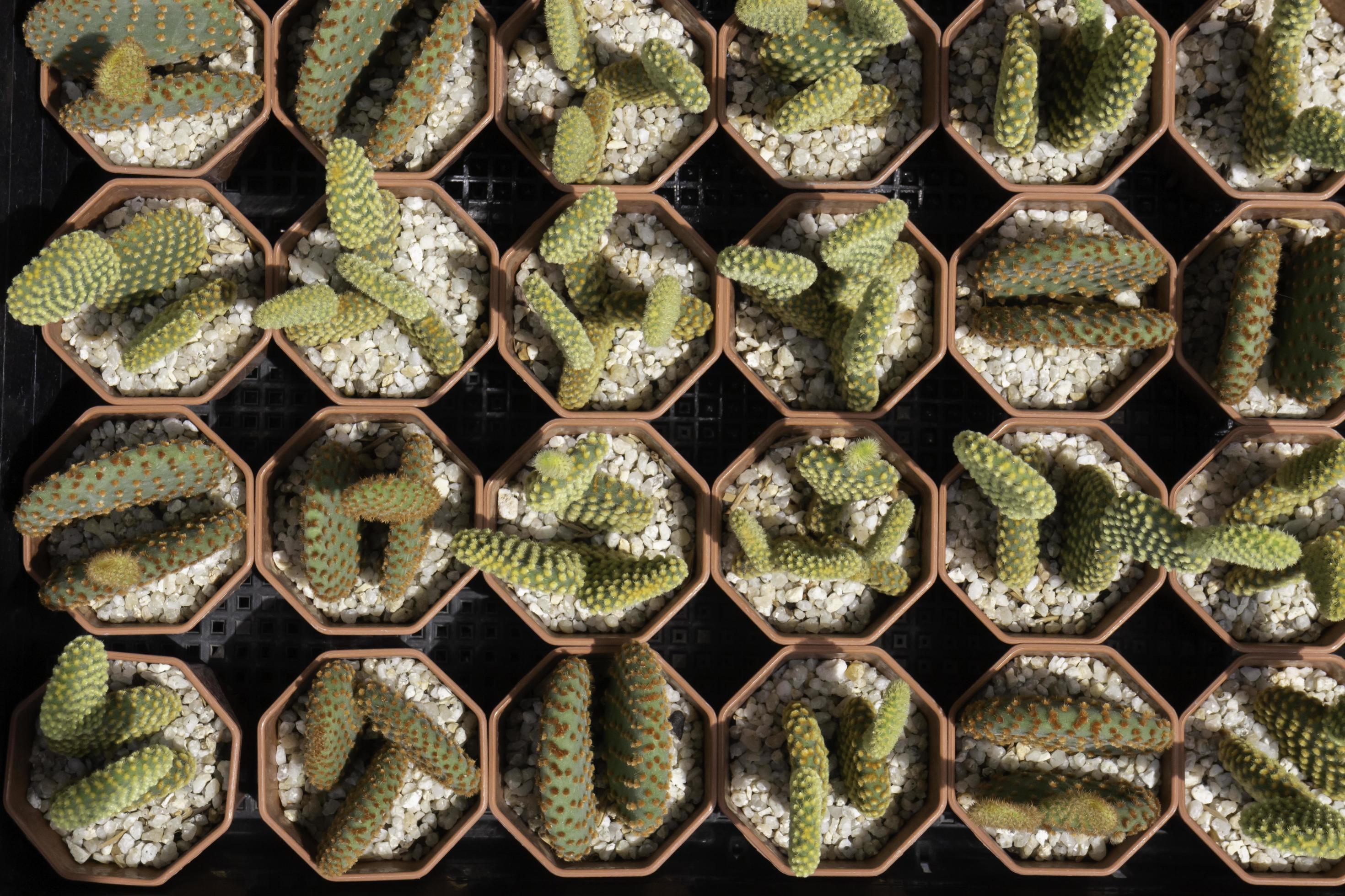 Bright spring leaves on the tree 3162983 Stock Photo at Vecteezy