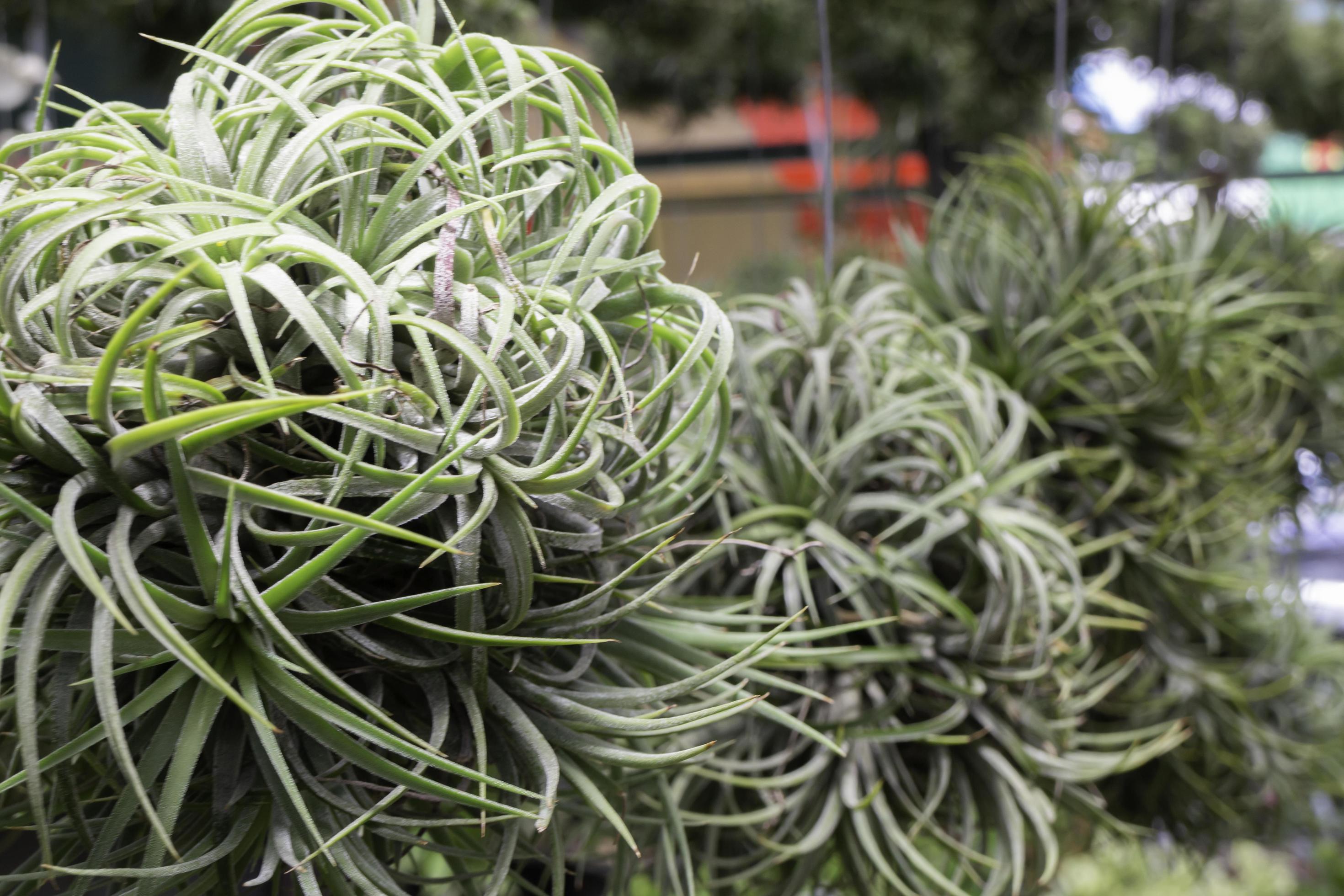 Bright spring leaves on the tree 3163013 Stock Photo at Vecteezy