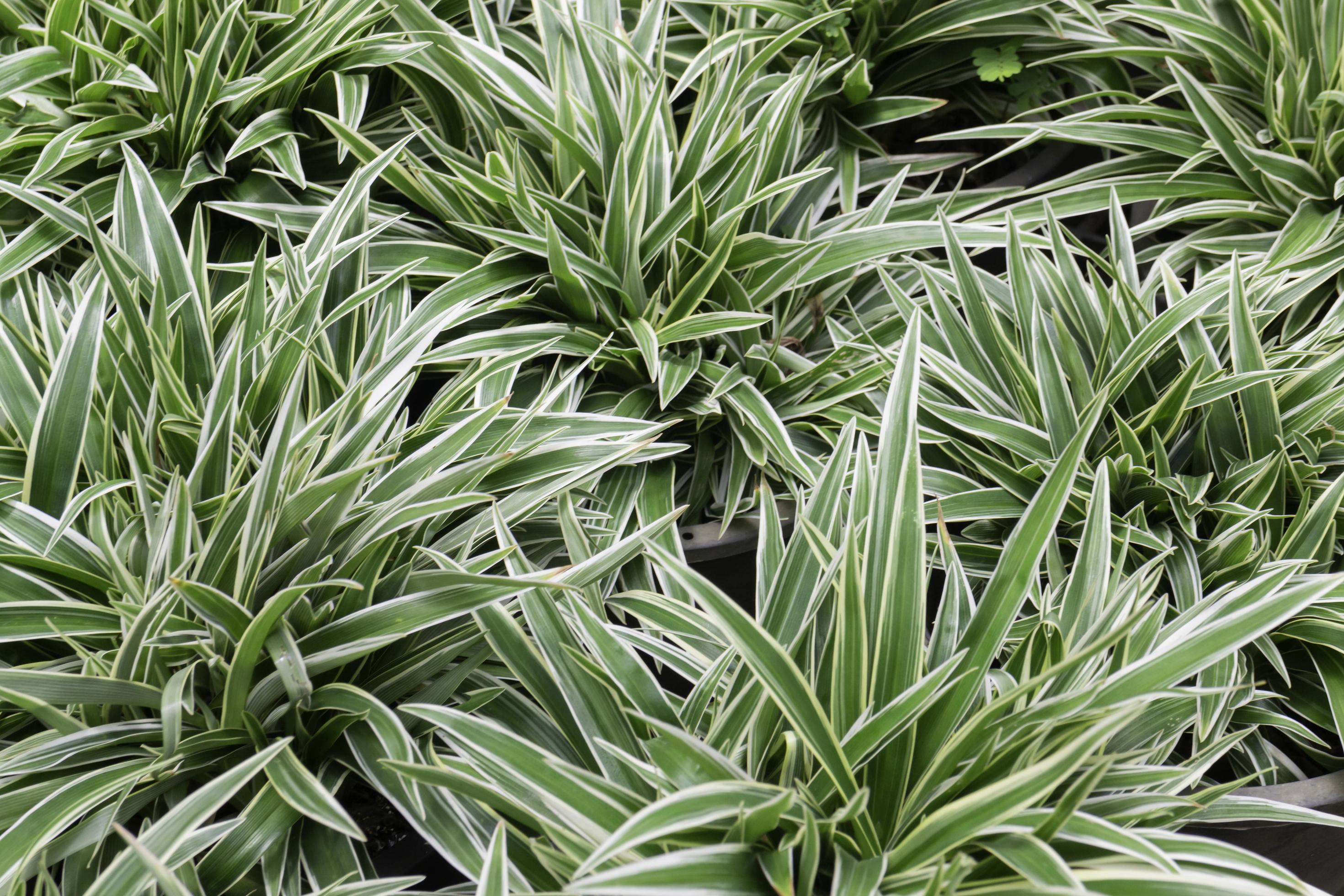 Bright spring leaves on the tree 3163024 Stock Photo at Vecteezy