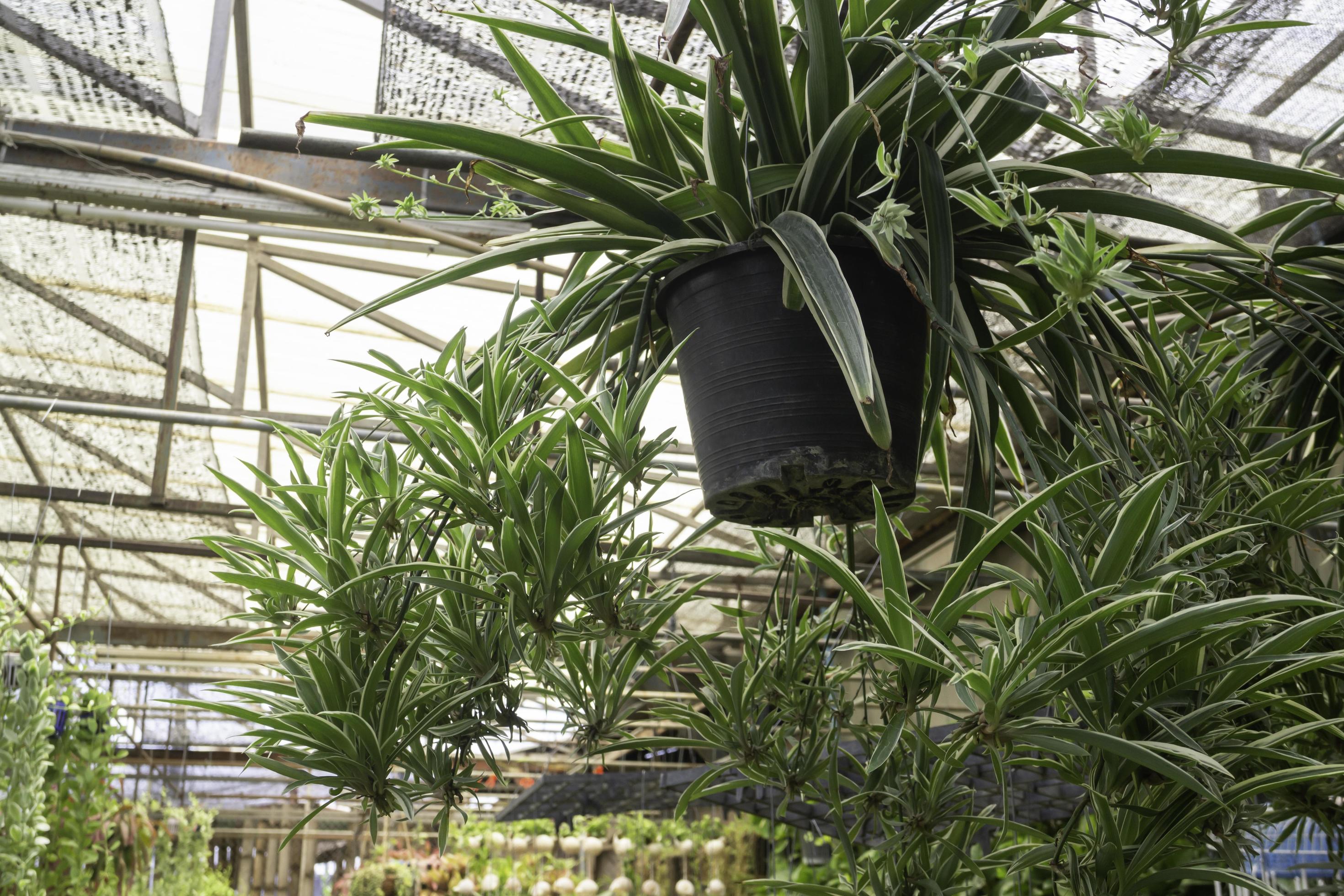 Bright spring leaves on the tree 3163028 Stock Photo at Vecteezy