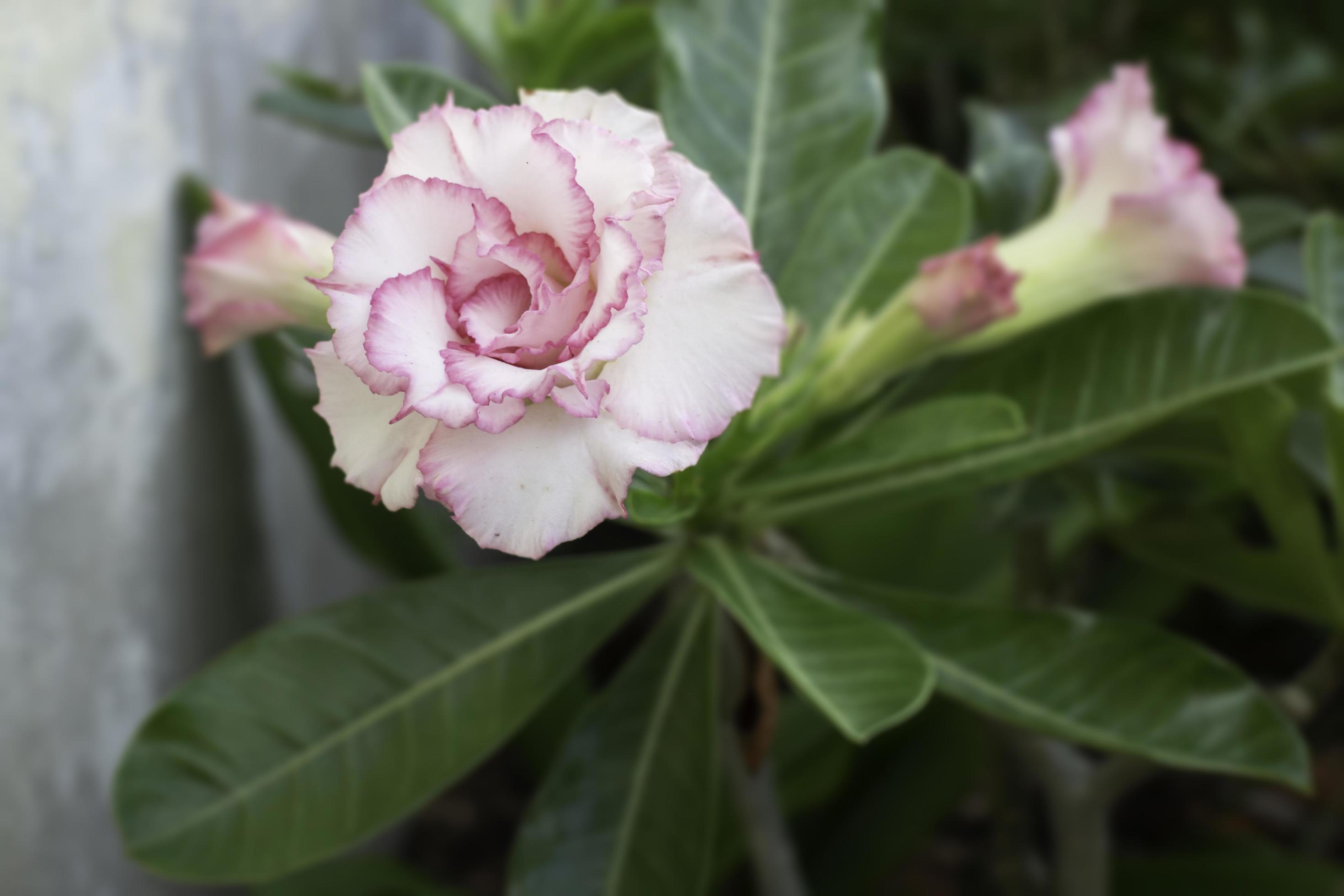 Bright spring leaves on the tree 3163033 Stock Photo at Vecteezy