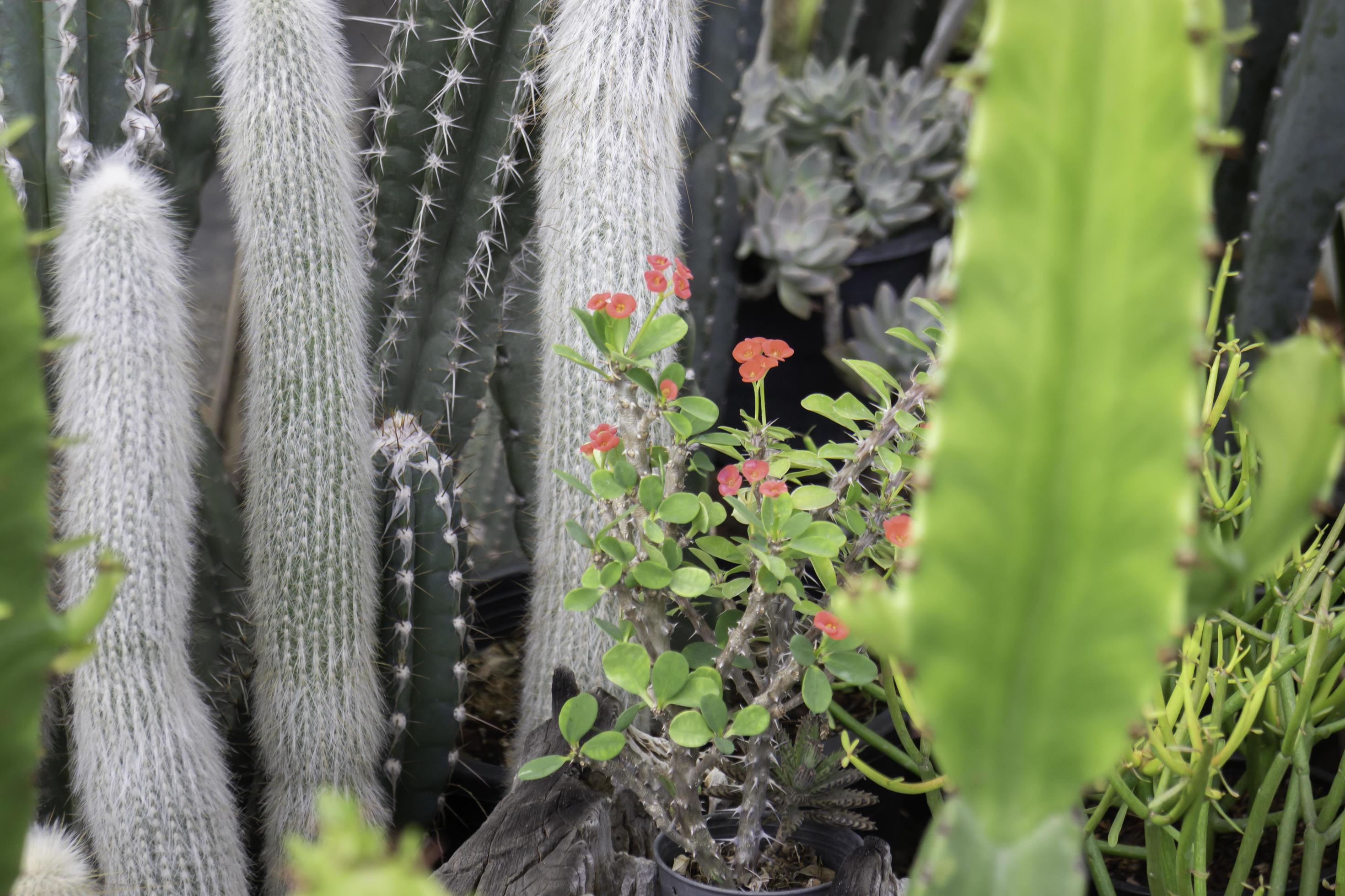 Bright spring leaves on the tree 3163035 Stock Photo at Vecteezy